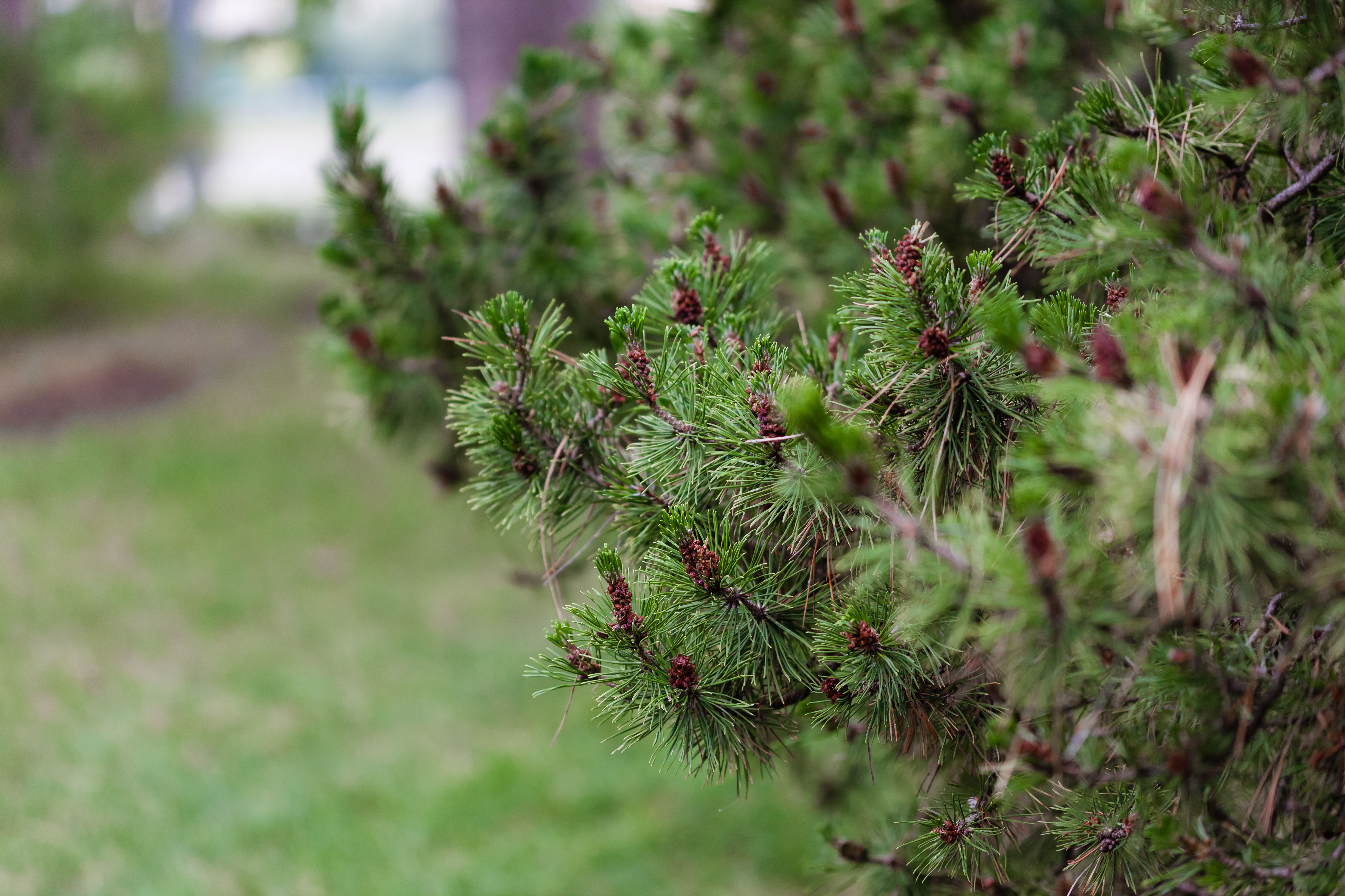 Hazel Pine Photos, Download The BEST Free Hazel Pine Stock Photos & HD ...