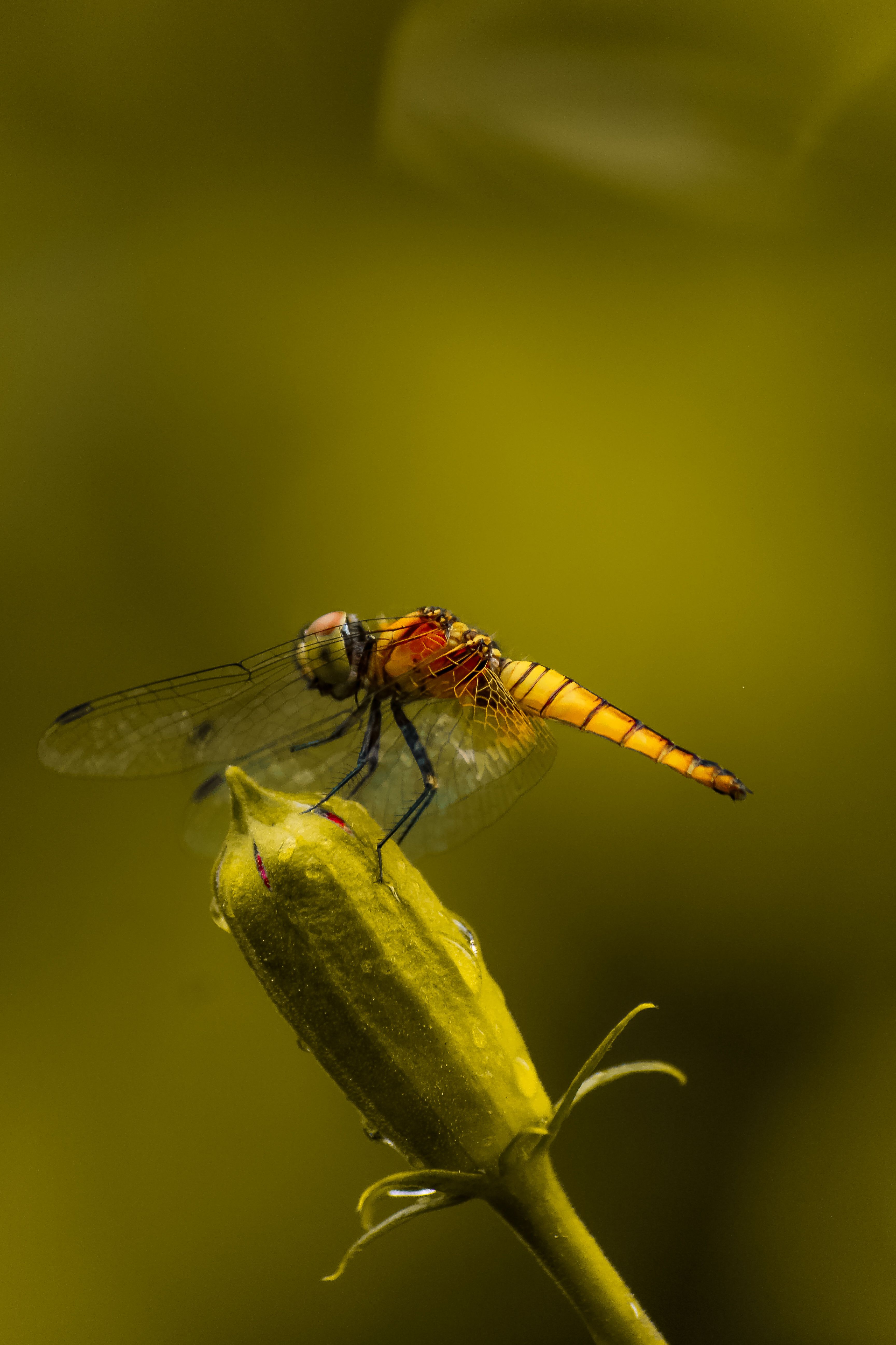 Close-up of Fly · Free Stock Photo