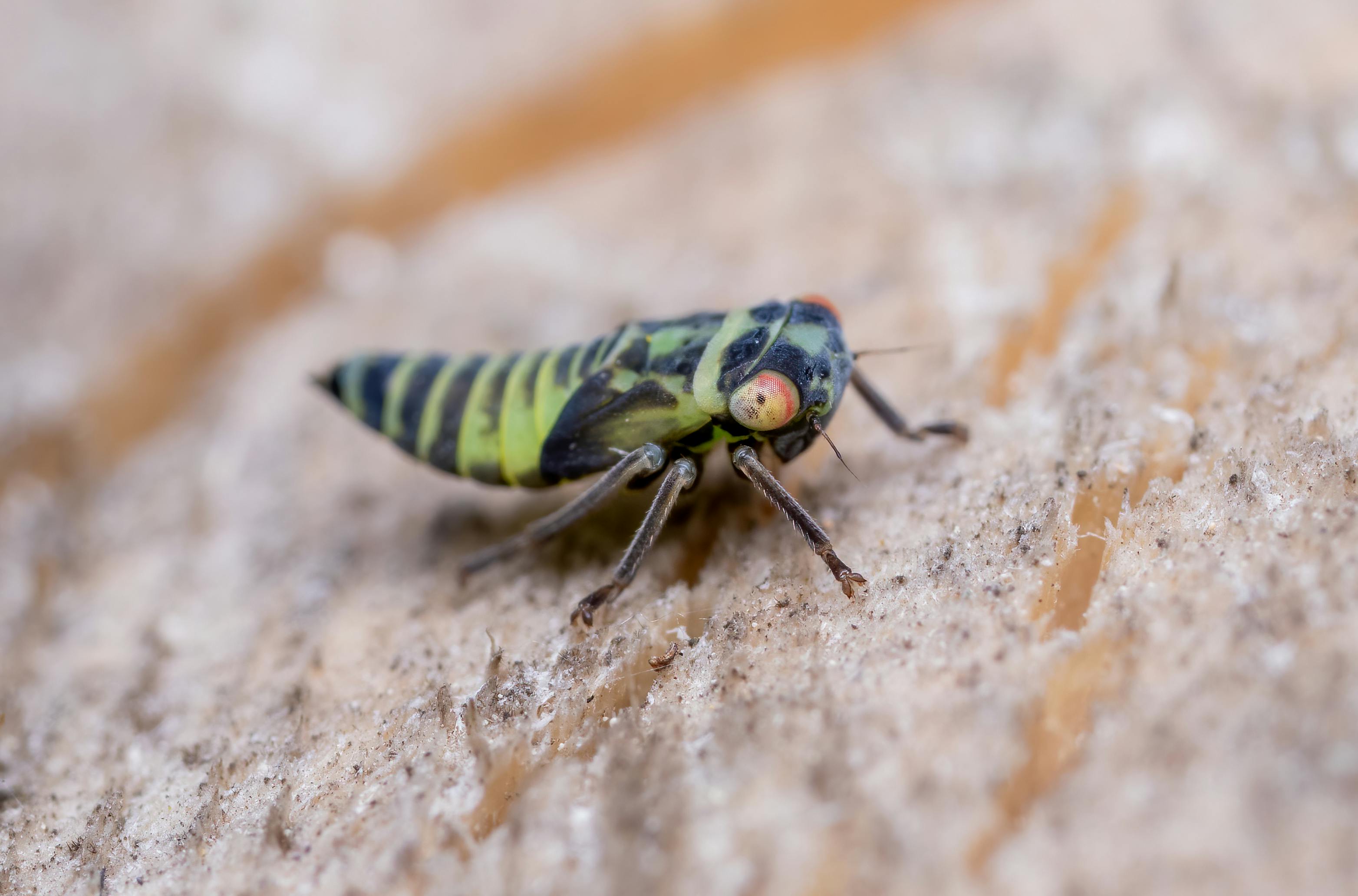 Green Insect on Sand · Free Stock Photo