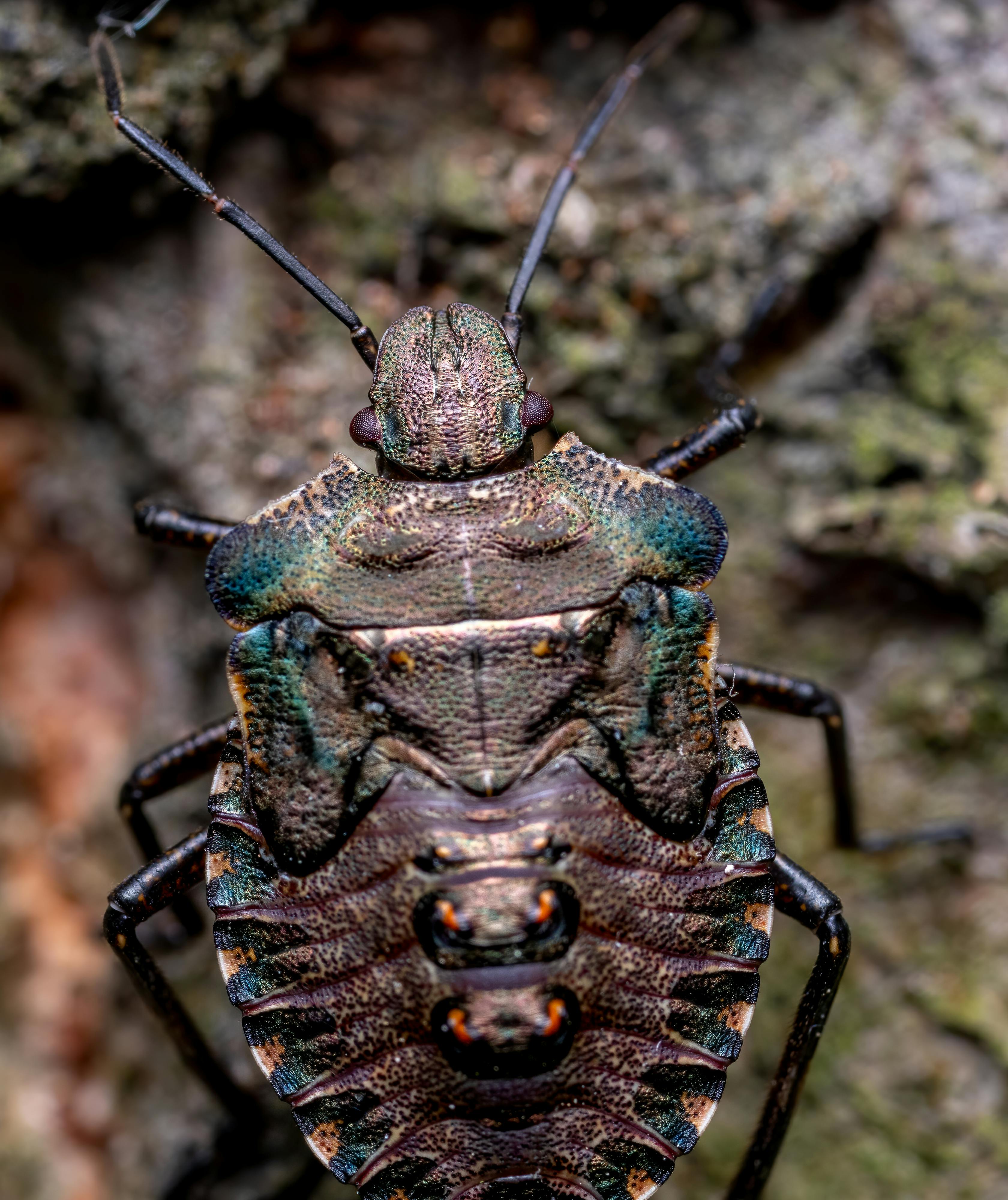 Back of Insect · Free Stock Photo