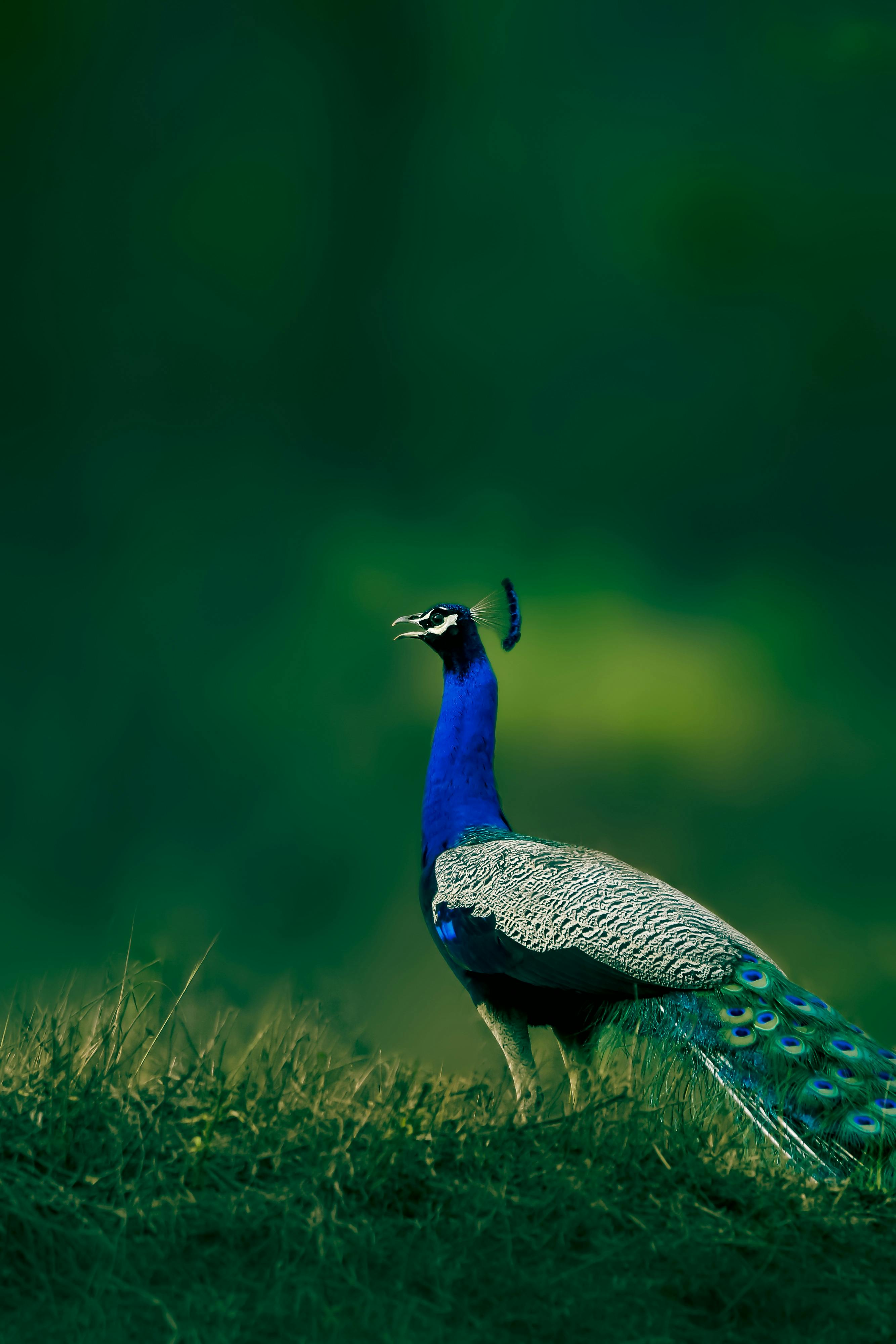 Dancing Peacock Hd Wallpaper