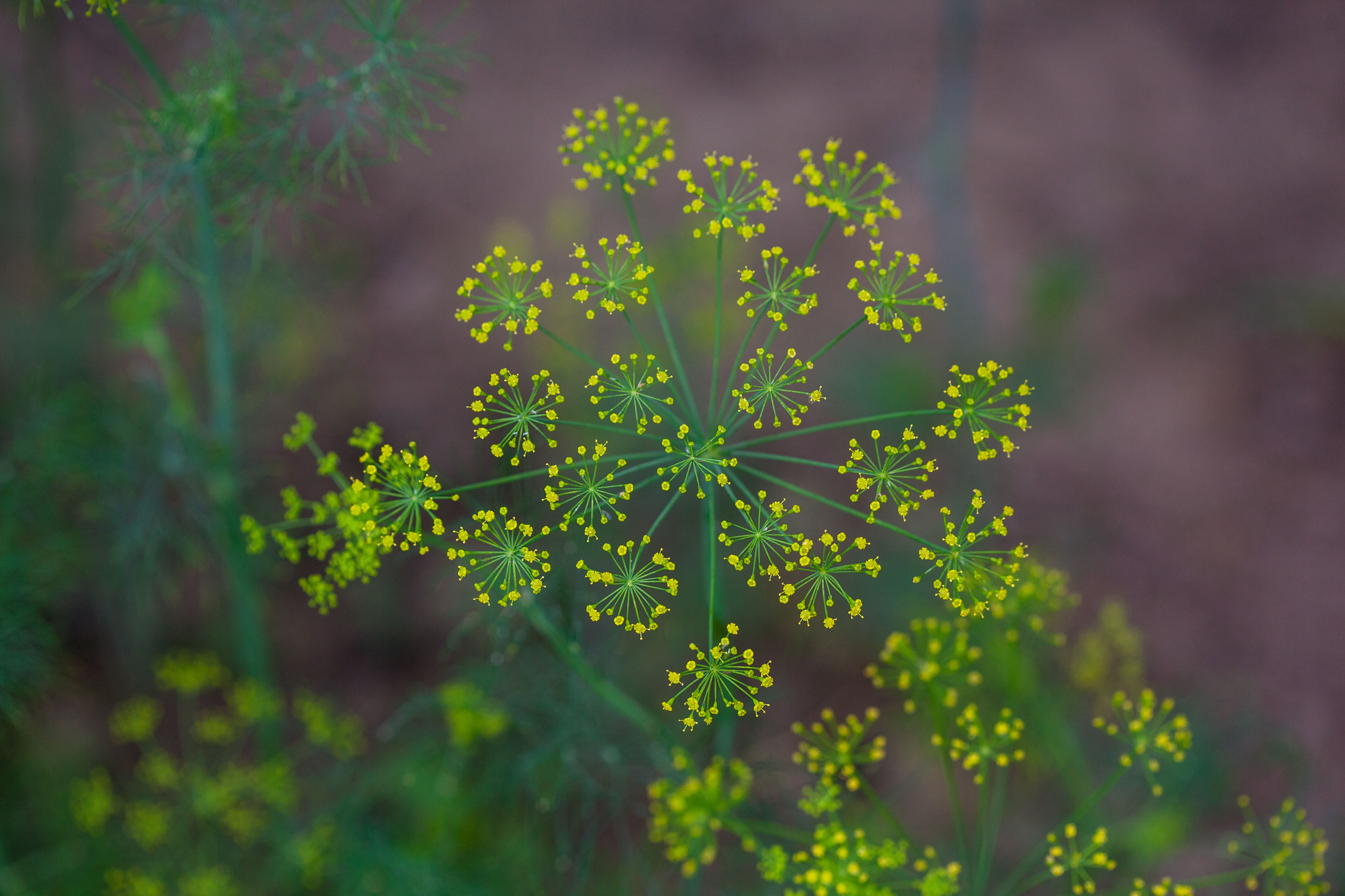 Dill Xp Wallpaper Photos, Download The BEST Free Dill Xp Wallpaper ...
