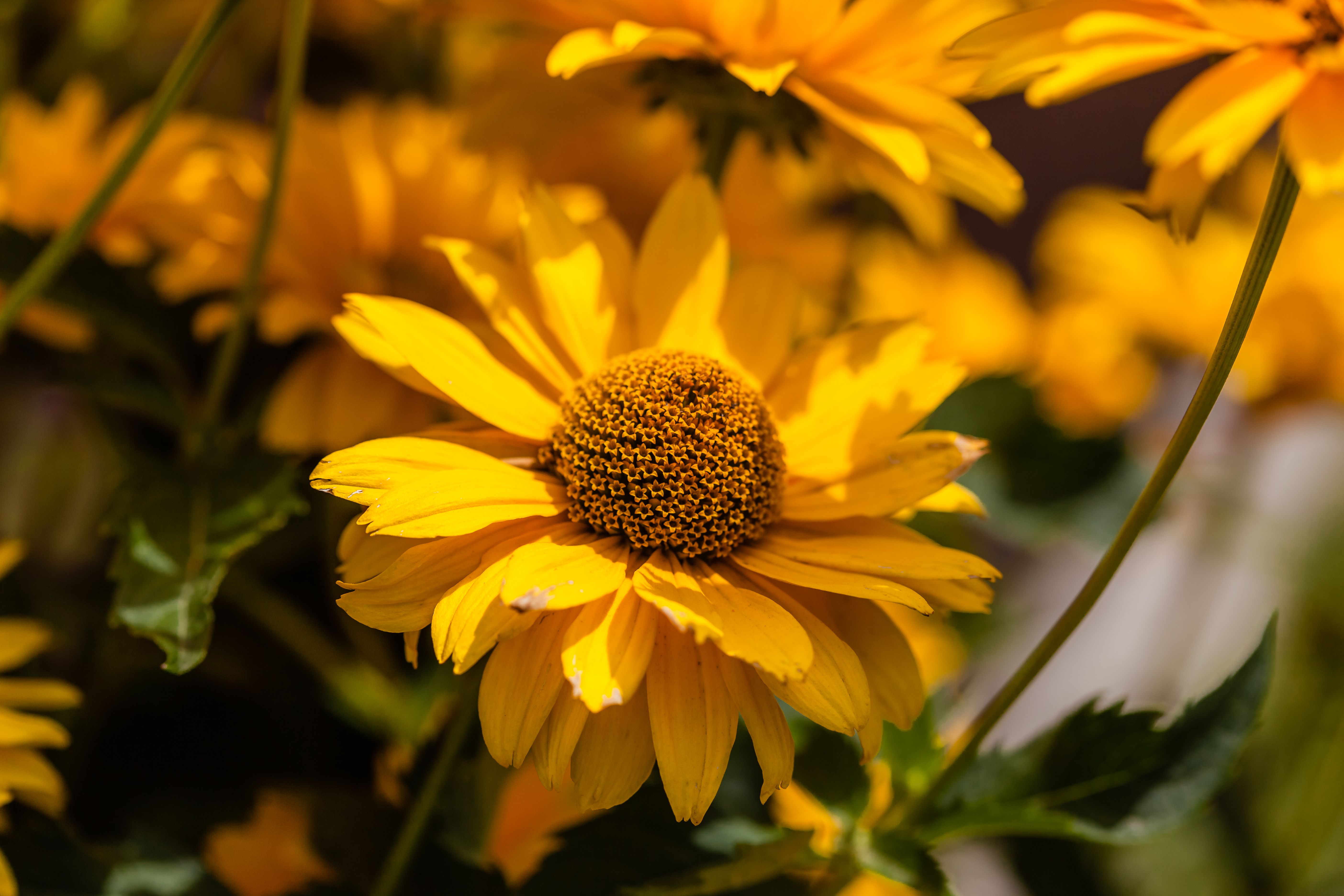 Close-up of Yellow Coneflower · Free Stock Photo