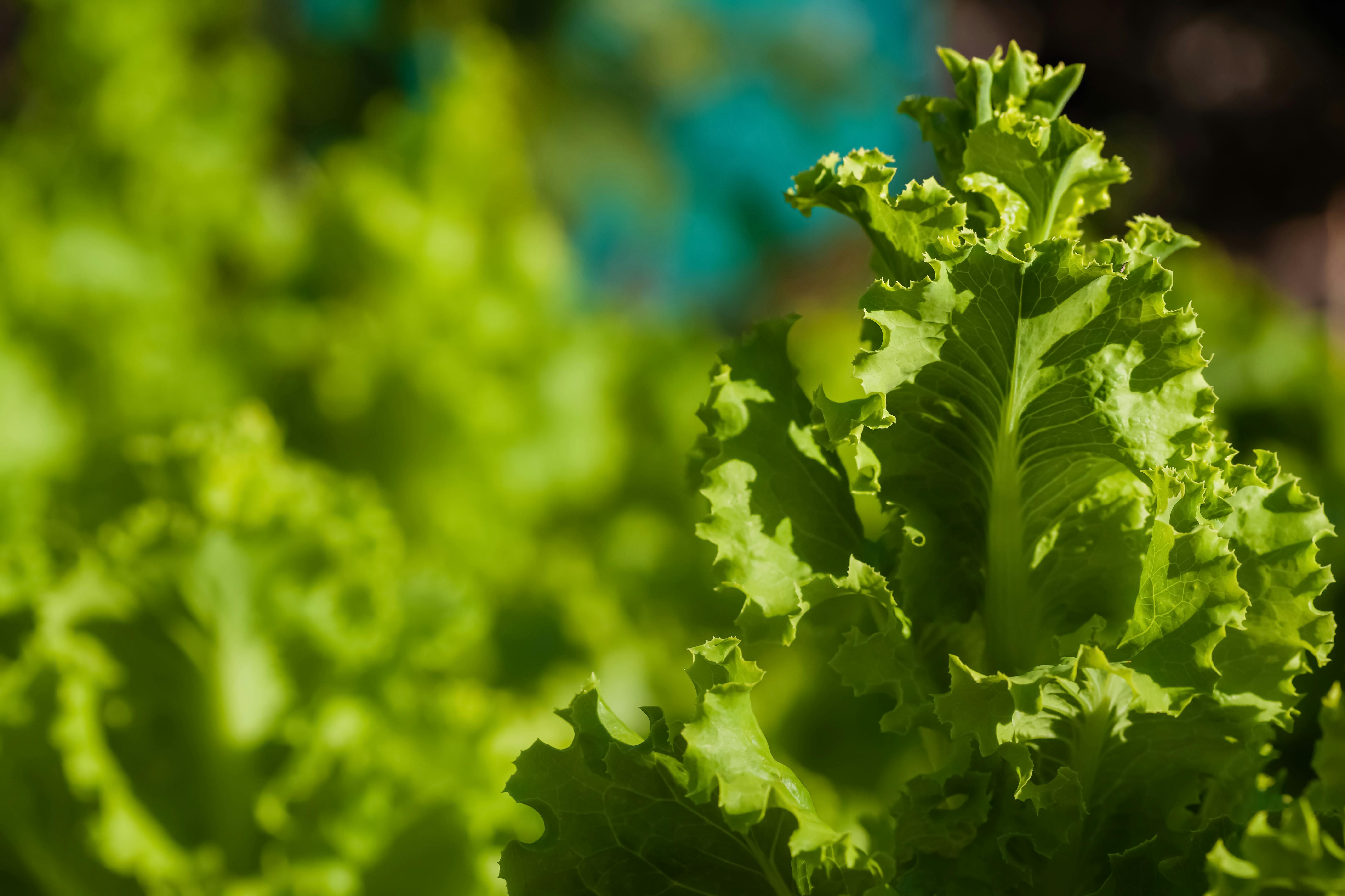 Pemandangan Sayuran · Foto Stok Gratis