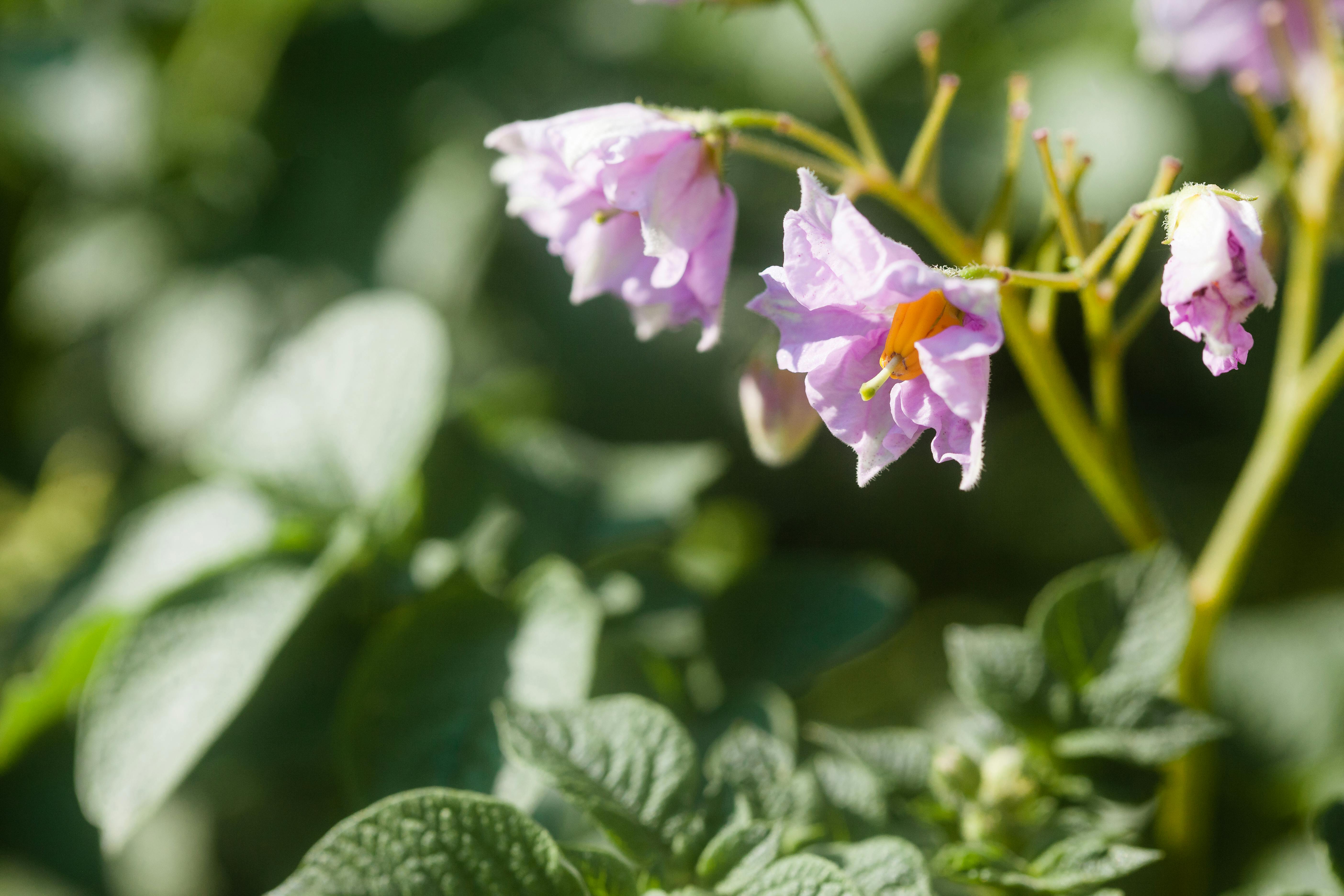 Close-up of Chilean Potato Vine Flowers · Free Stock Photo