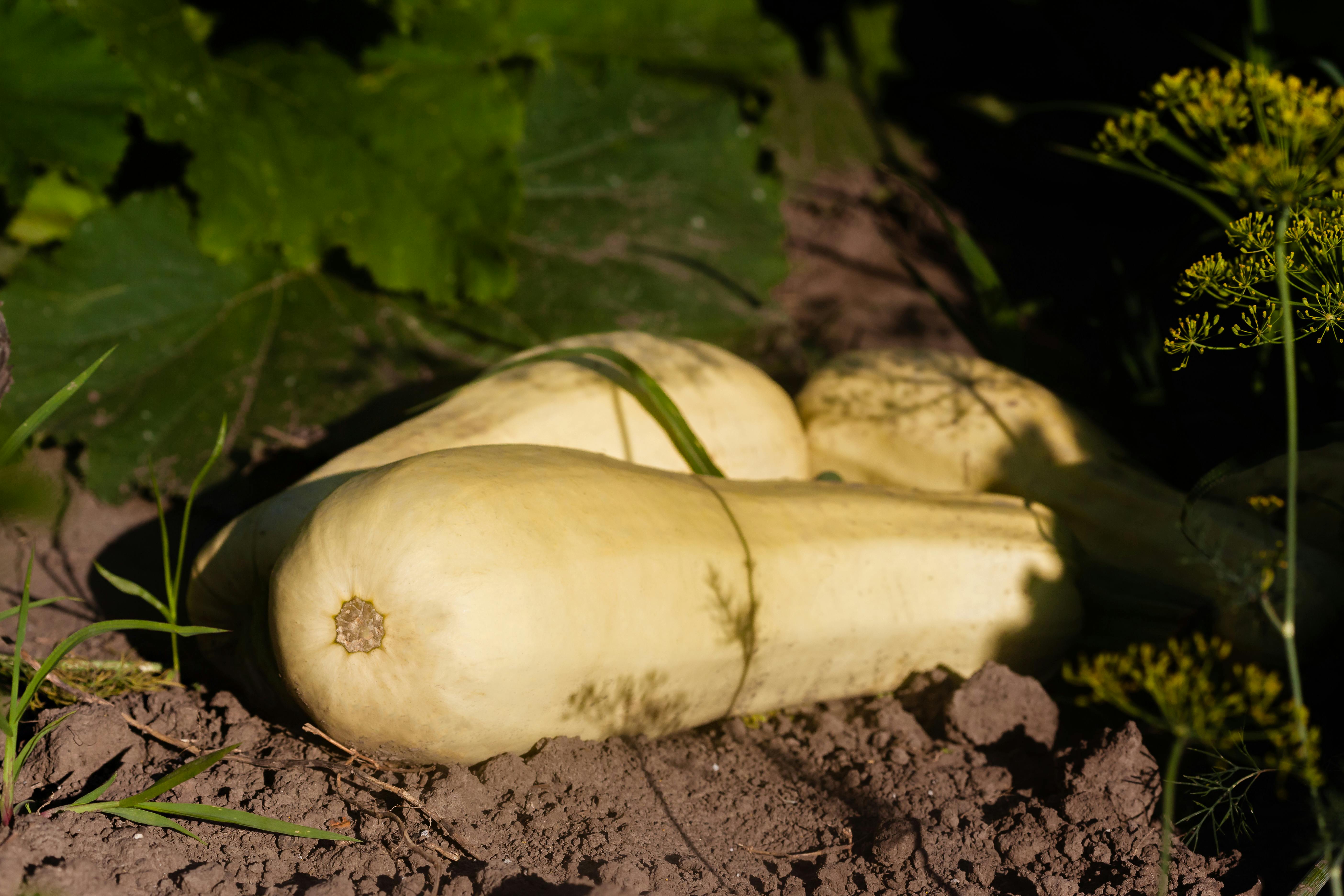 Closeup Photo of Sprout · Free Stock Photo