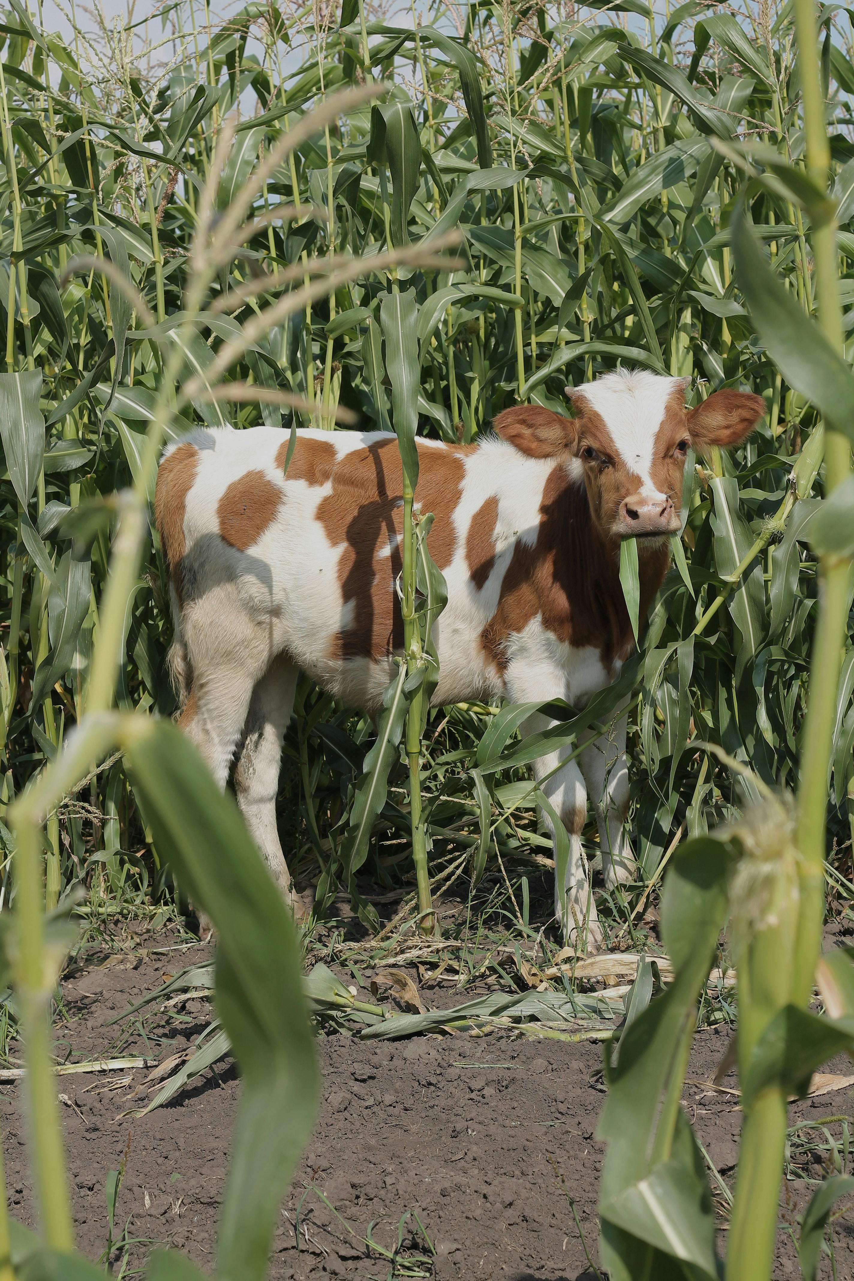 A Cattle in a Cornfield · Free Stock Photo