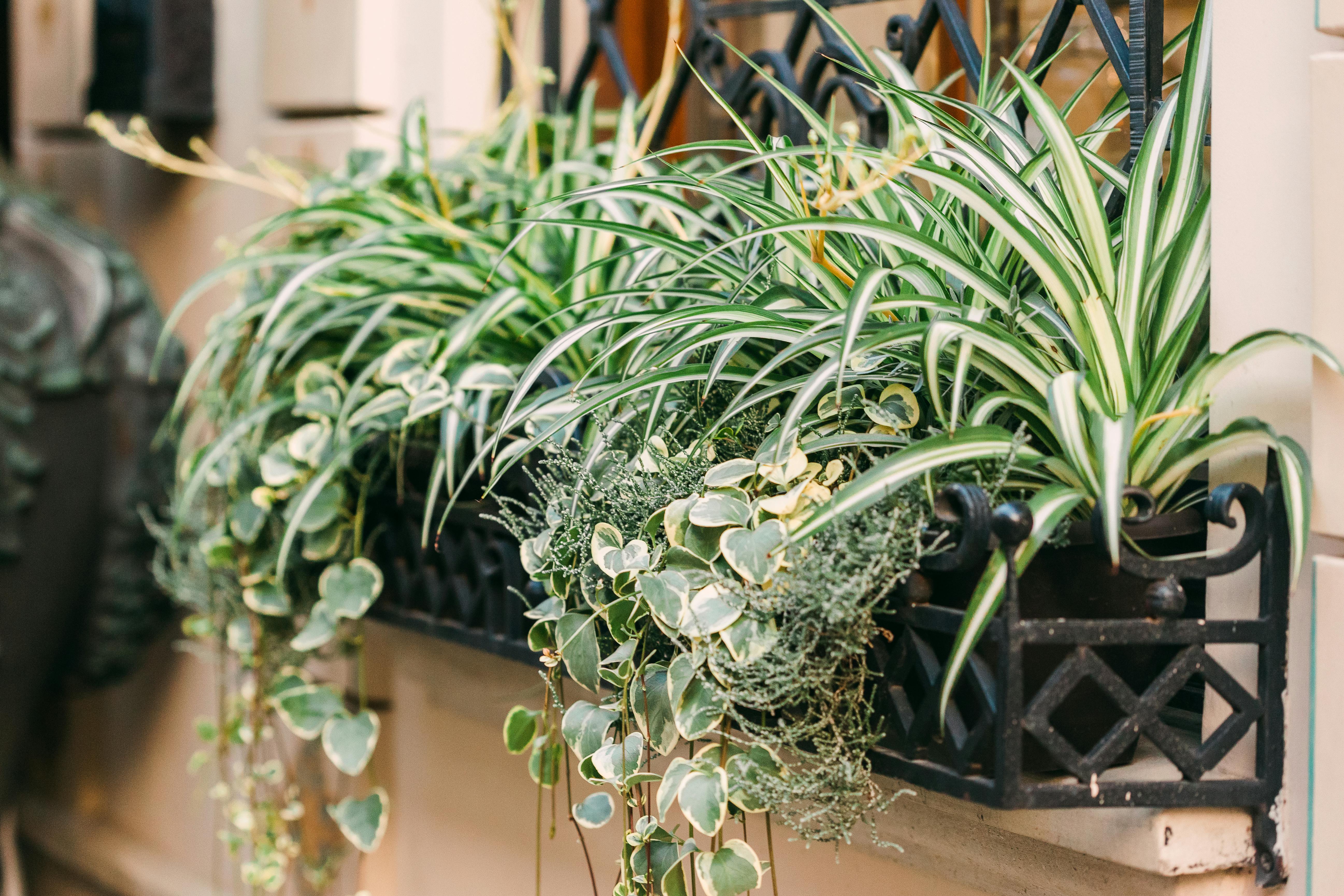 Plants on Window · Free Stock Photo