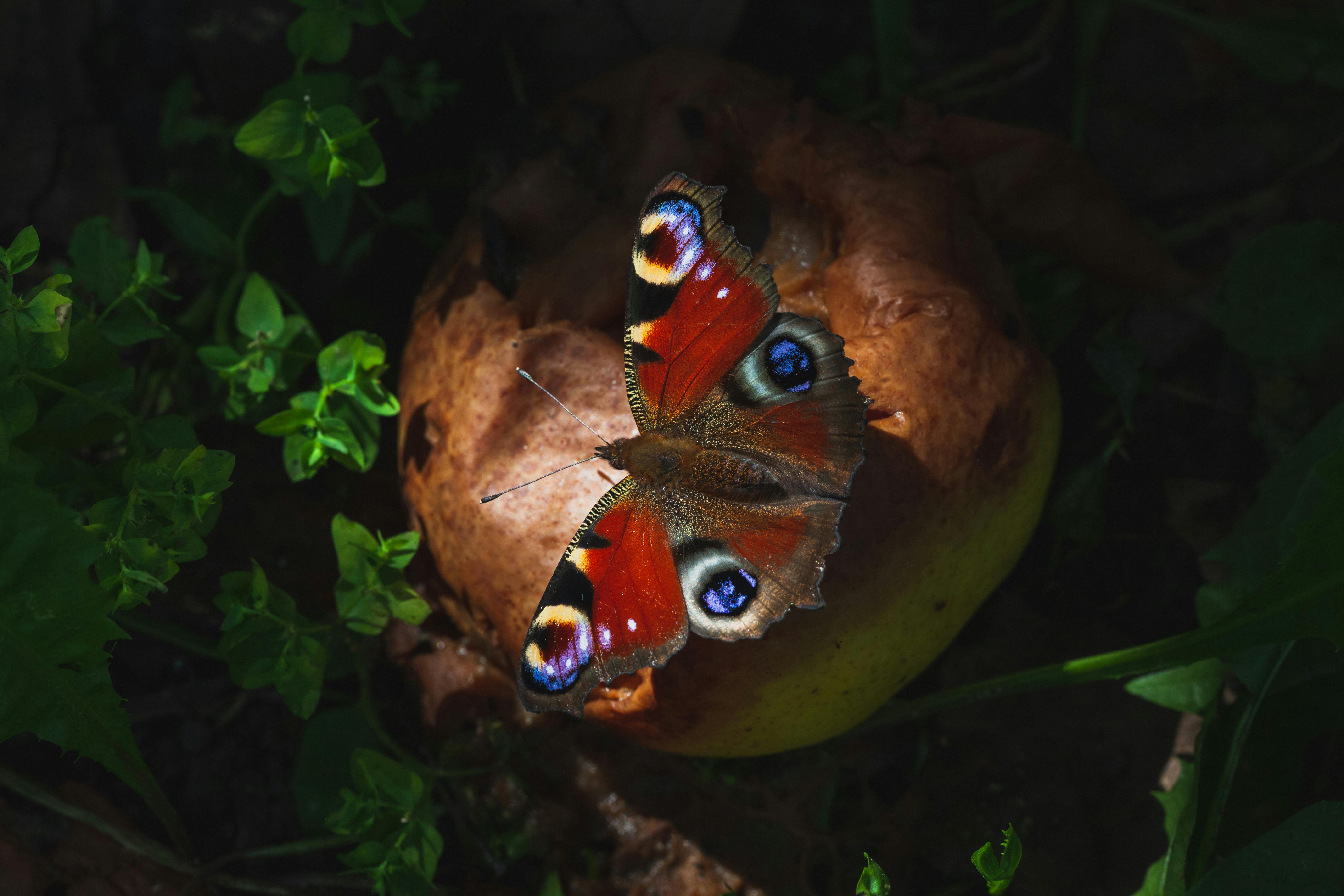 Close-Up Shot of a Common Blue Butterfly on Soil · Free Stock Photo