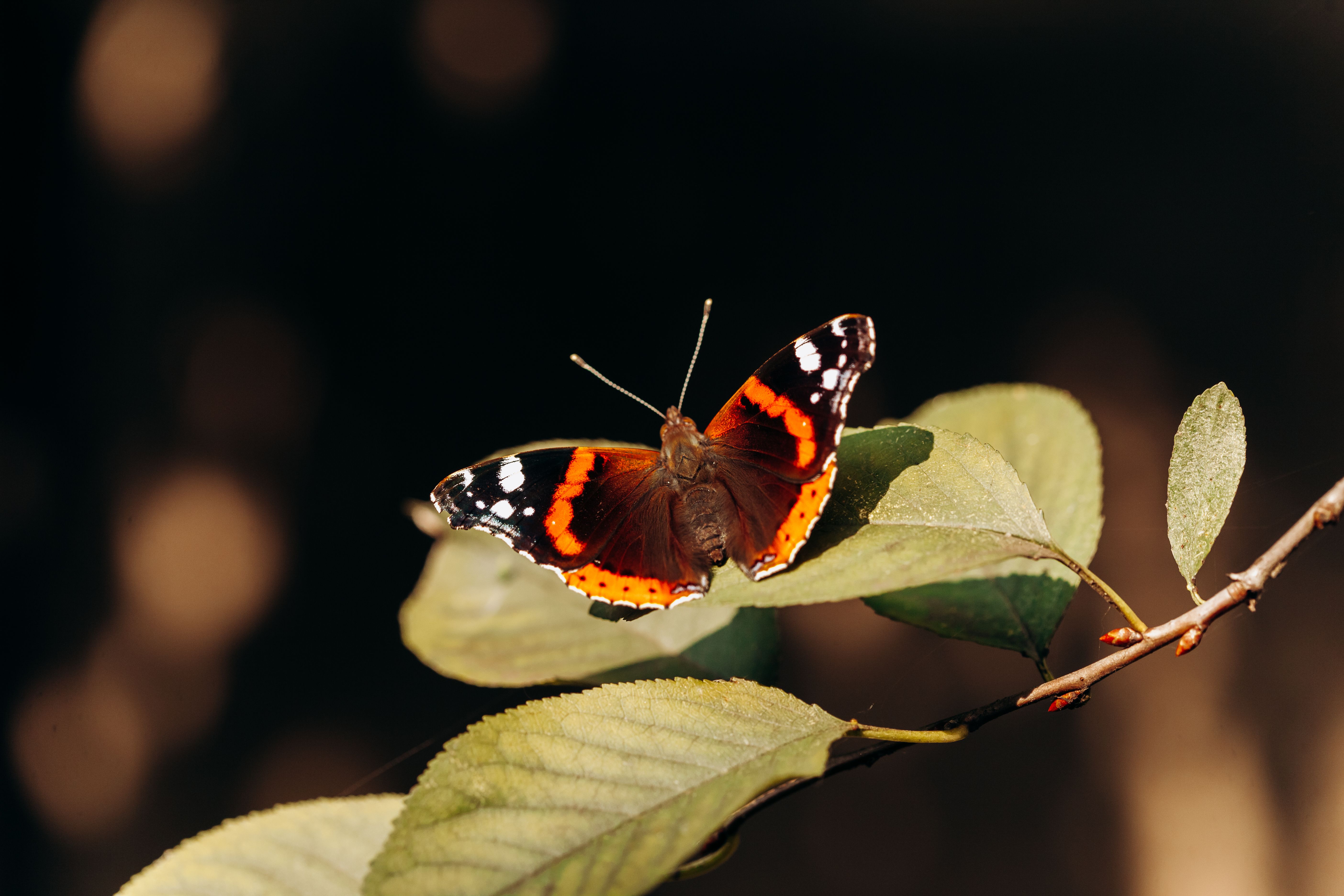 Close-Up Shot of a Common Blue Butterfly on Soil · Free Stock Photo