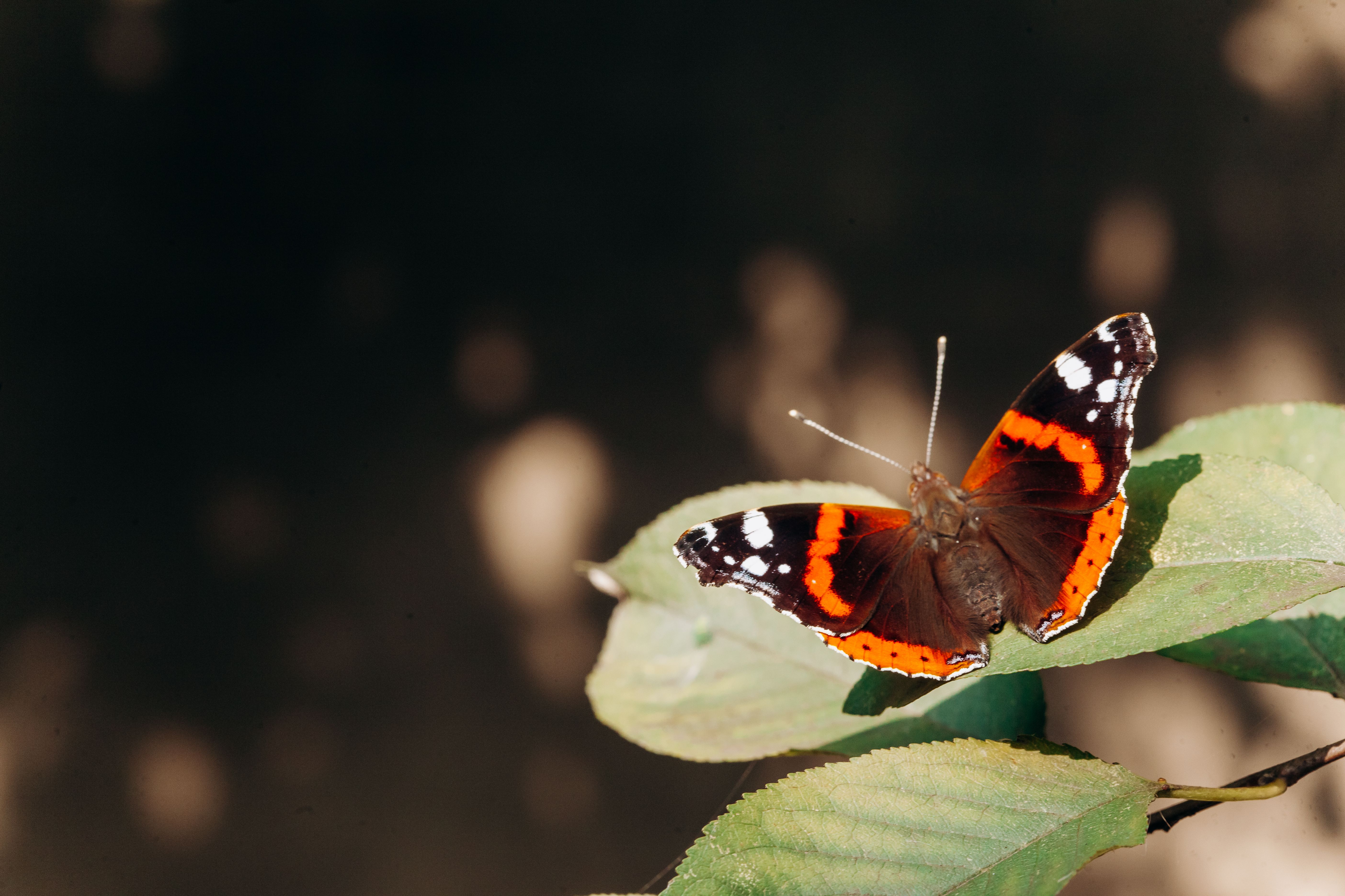 Butterfly Sisters Wallpaper Photos, Download The BEST Free Butterfly ...