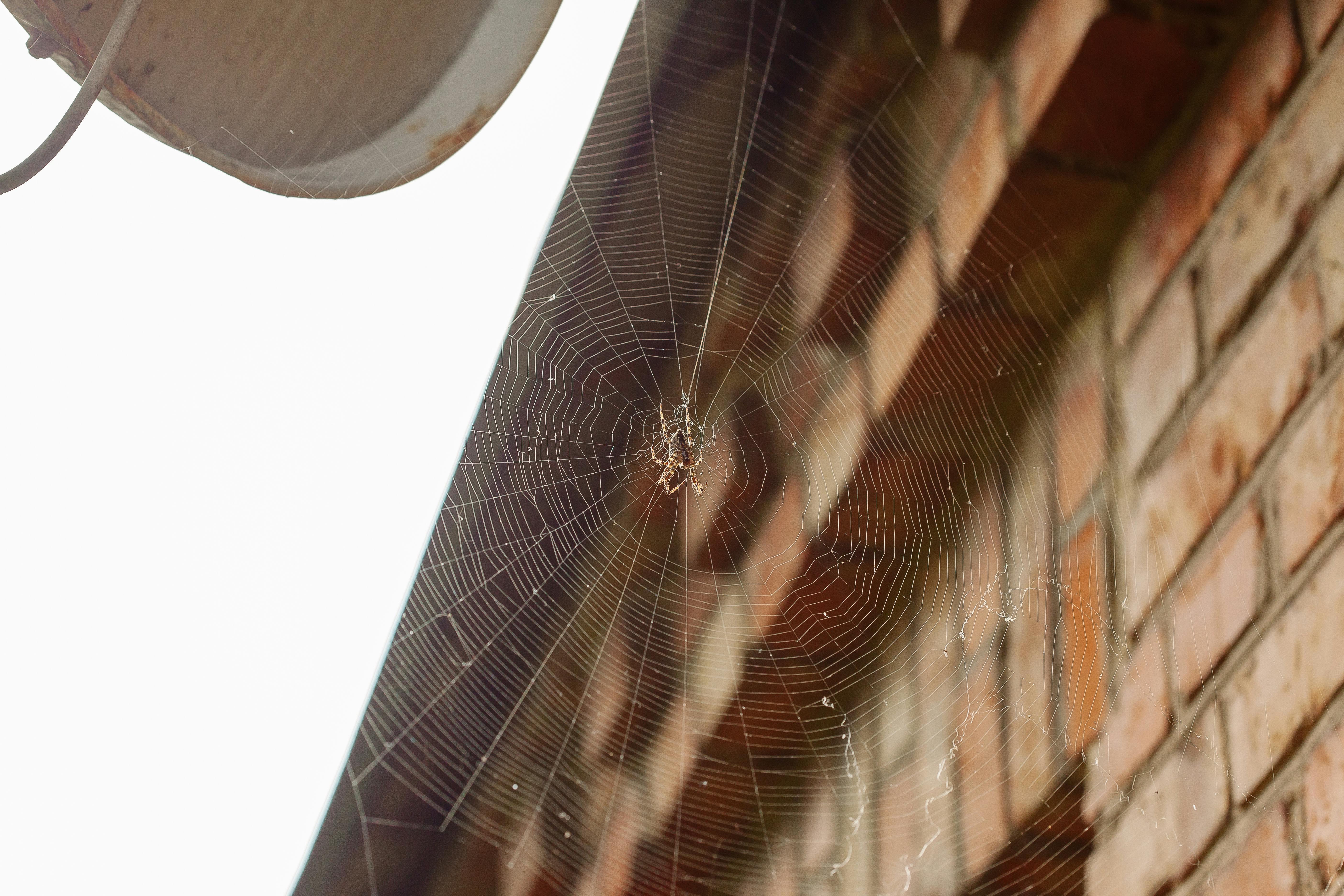 Brown Spider on a Cobweb · Free Stock Photo