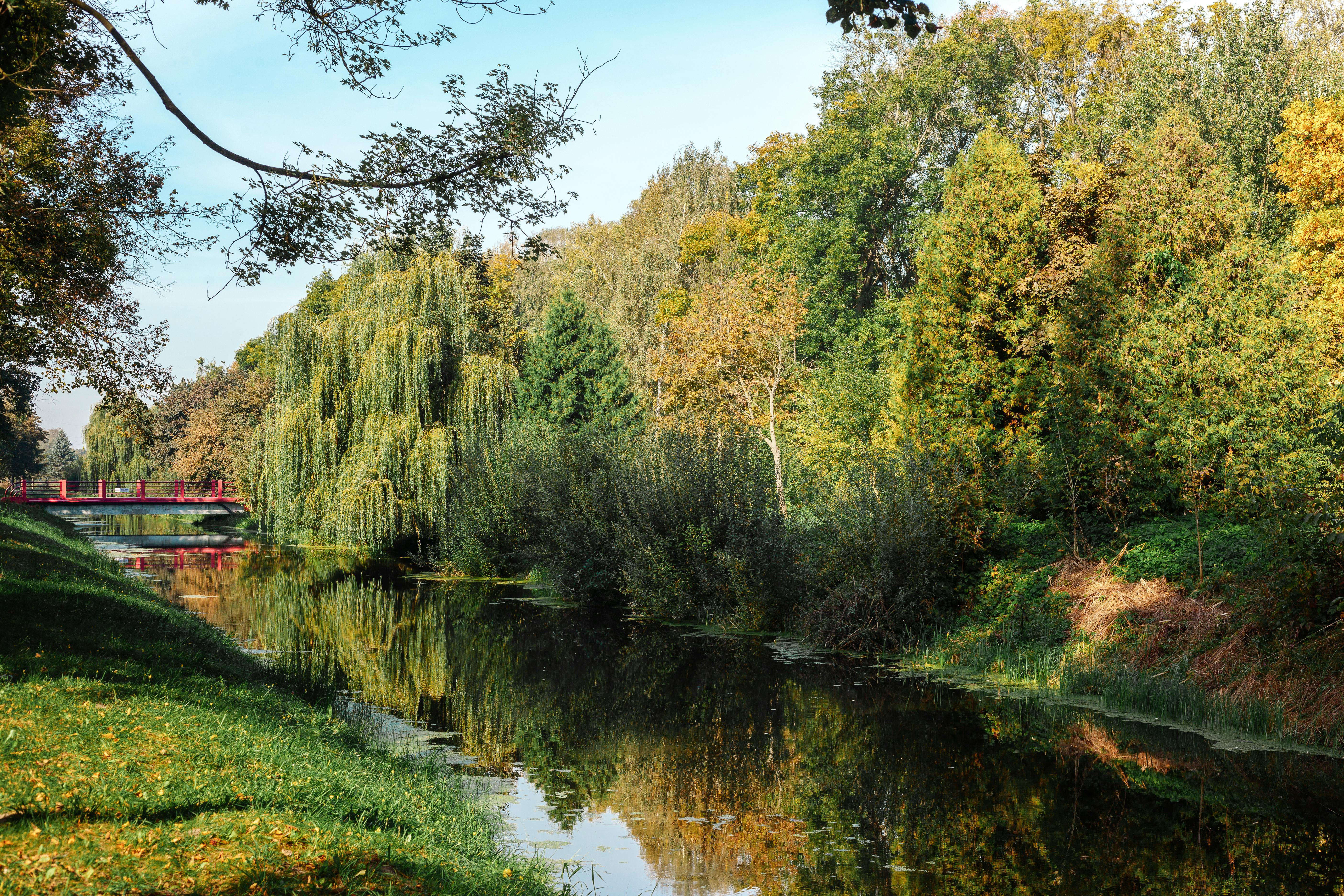 A River with Trees · Free Stock Photo
