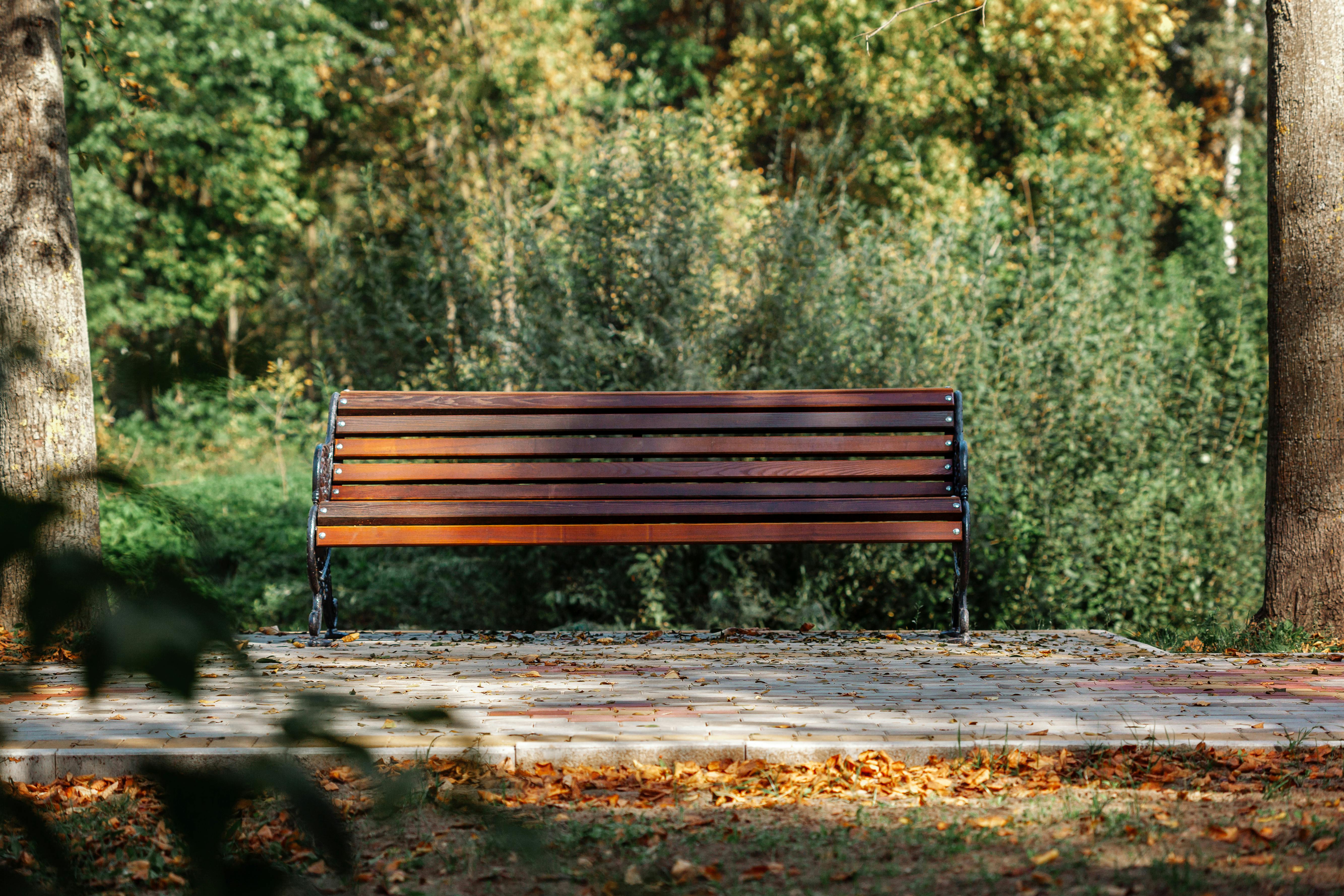 Bench in Park · Free Stock Photo
