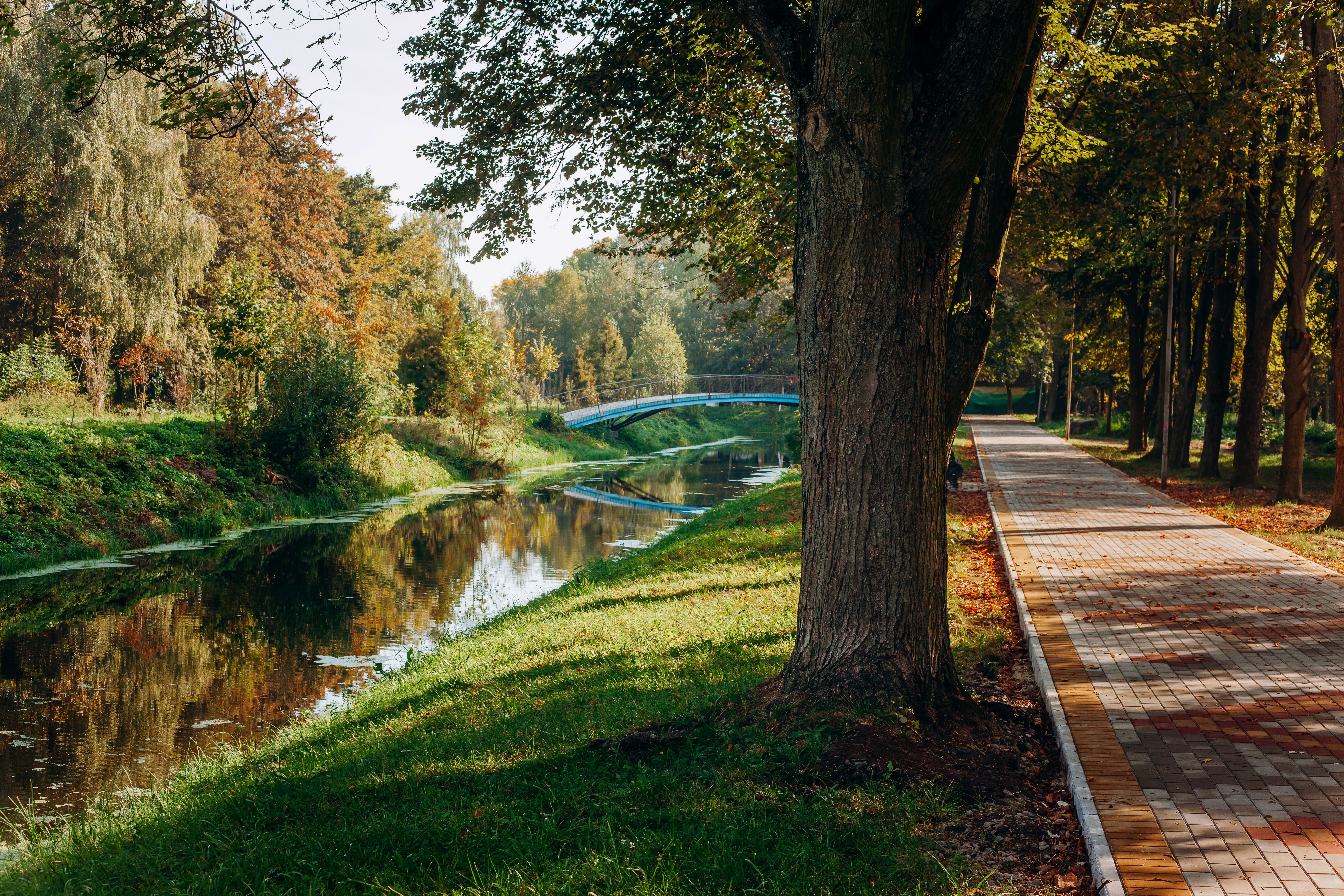 Photo of Trees Near a River · Free Stock Photo
