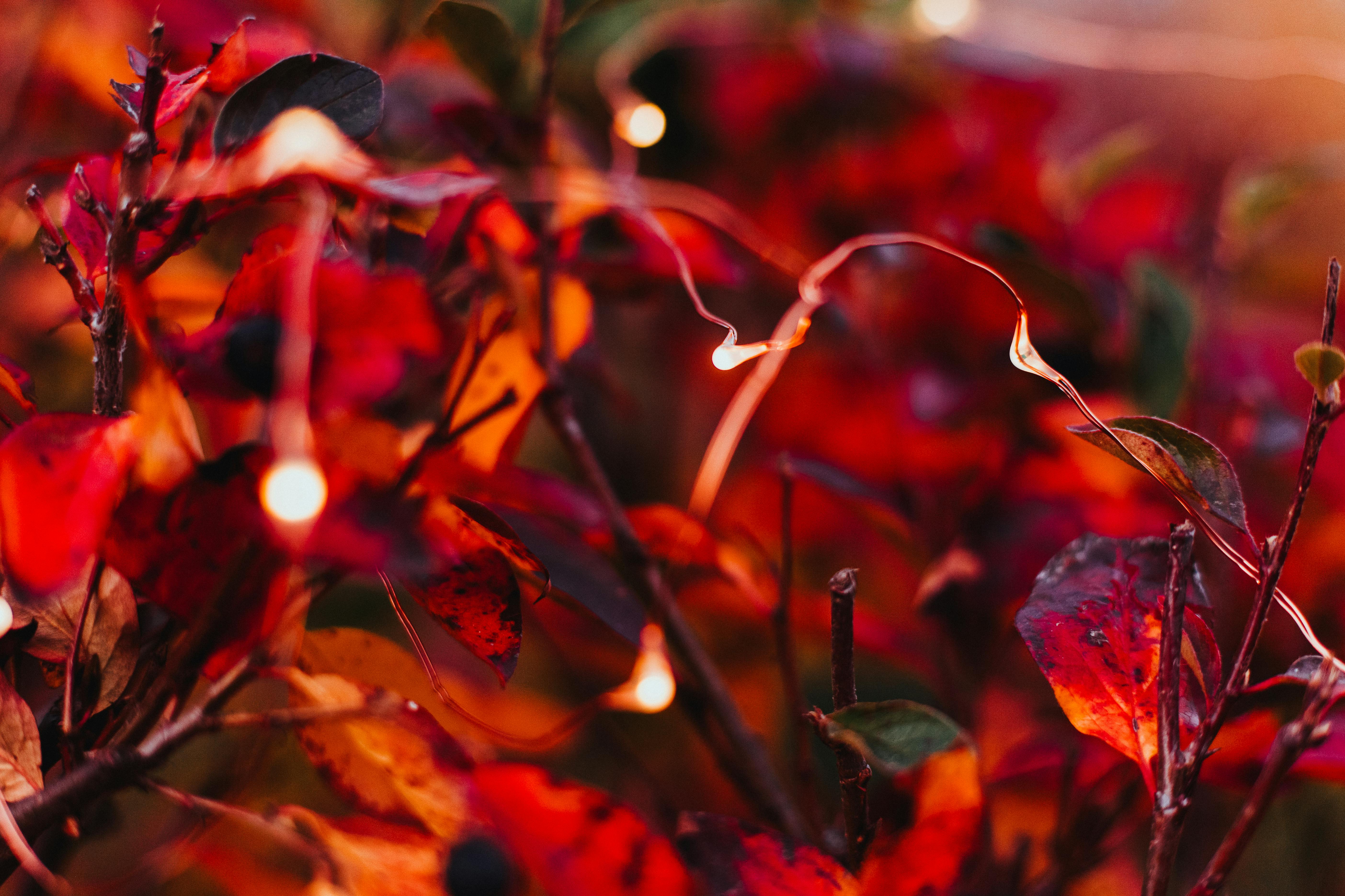 Red Dry Leaves In Close Up View · Free Stock Photo