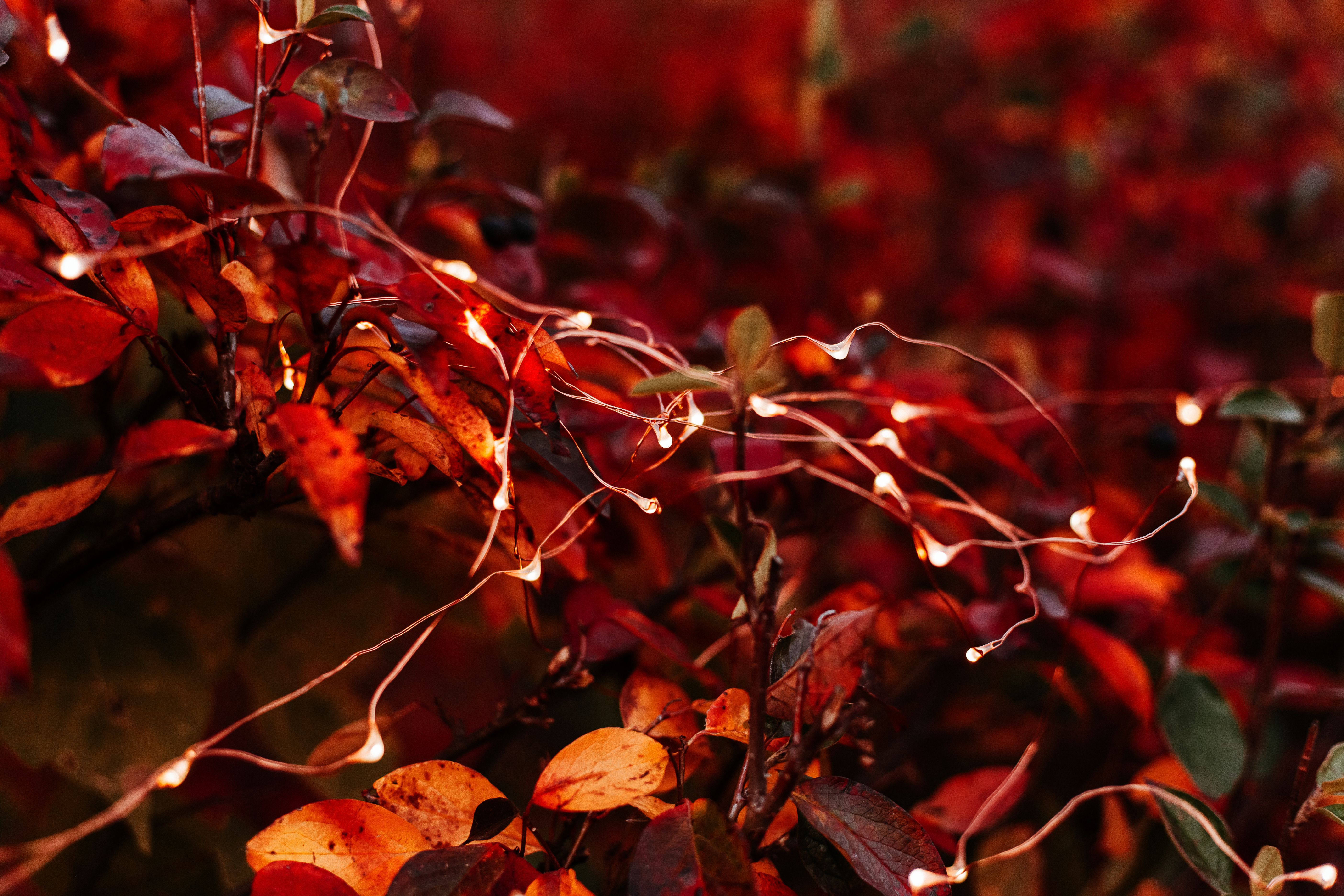 Photograph of Lights on Autumn Leaves · Free Stock Photo
