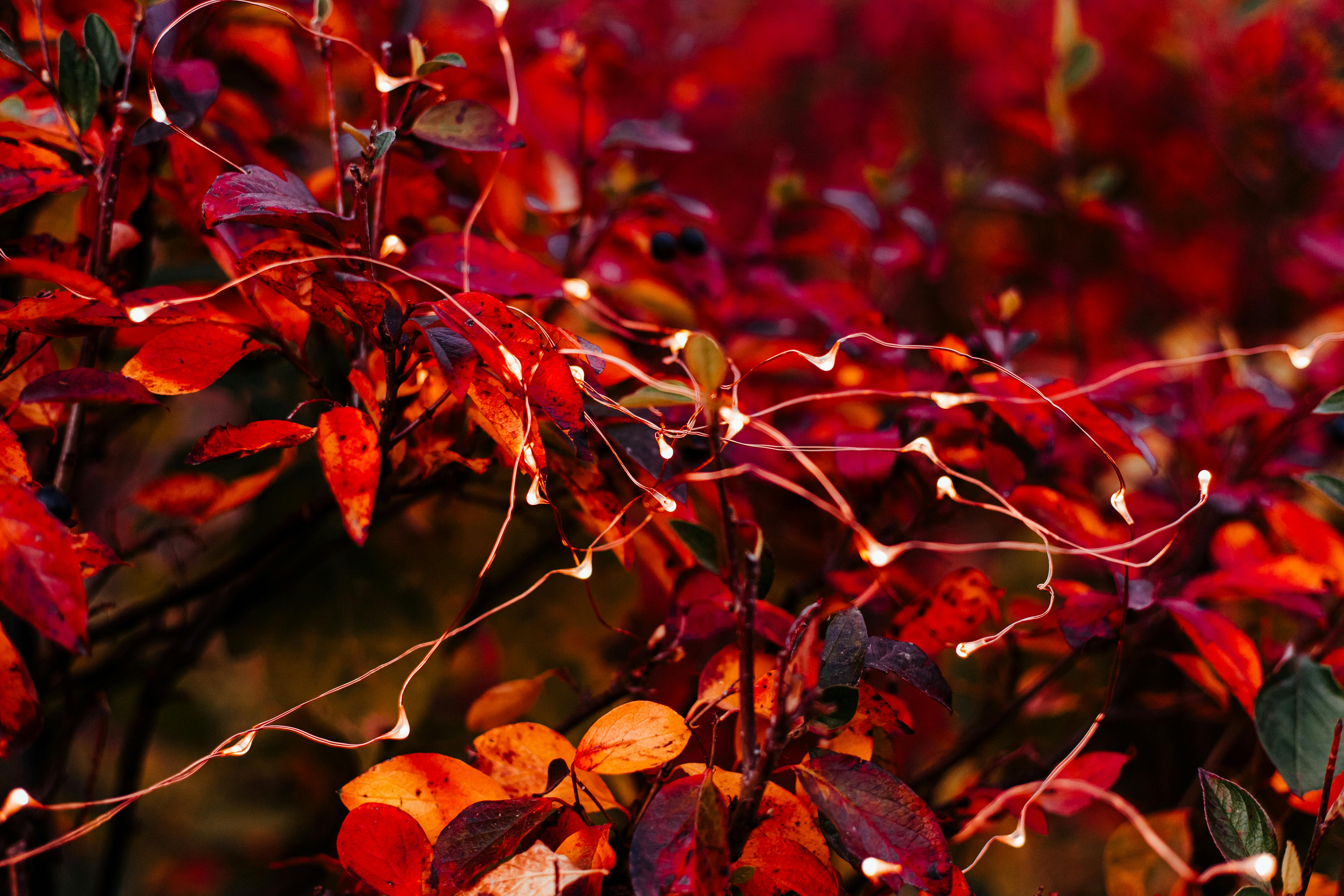 Lights on Leaves in Autumn · Free Stock Photo