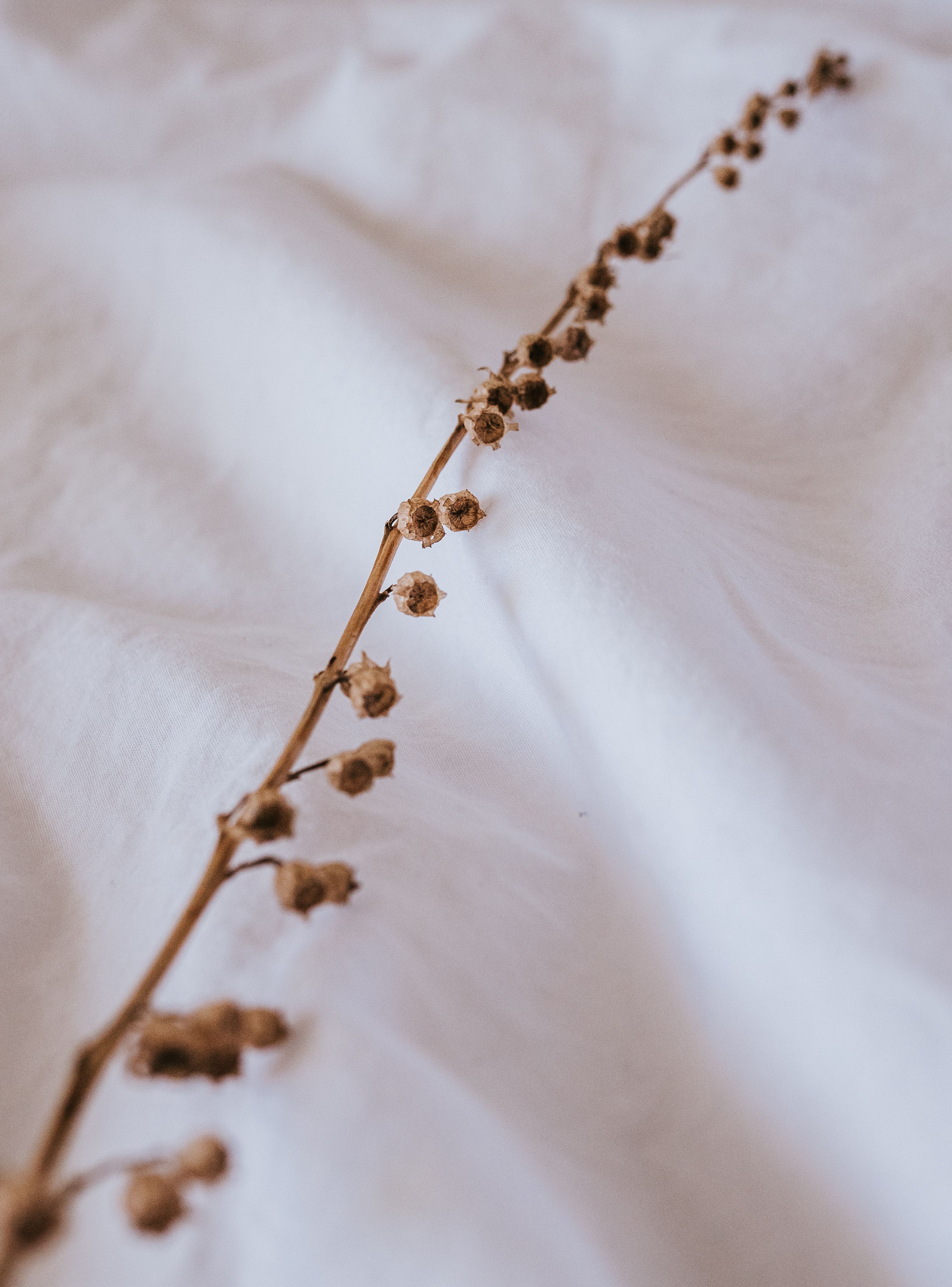 Dried Bones on the Table · Free Stock Photo
