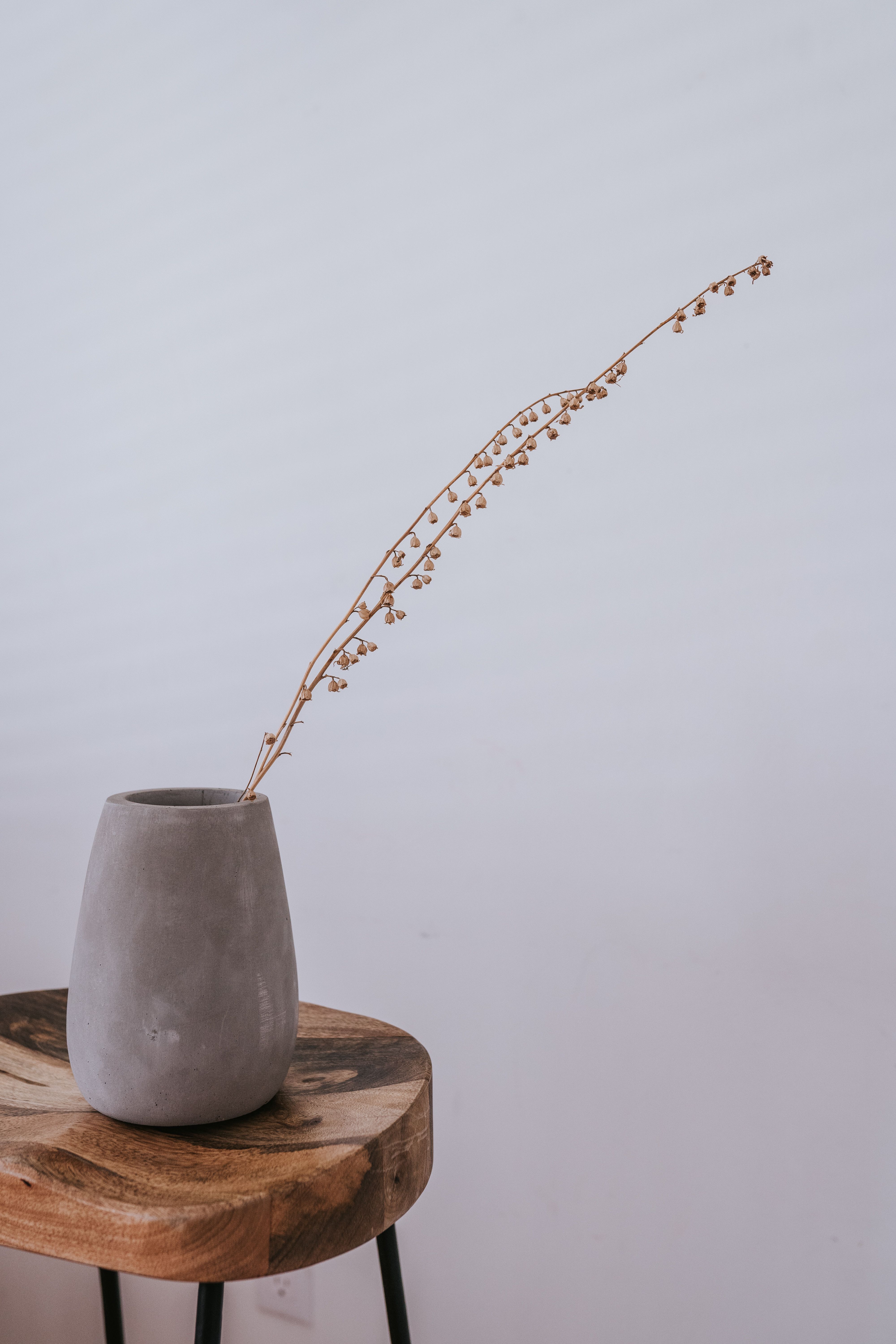 Dry Plant Photos, Download The BEST Free Dry Plant Stock Photos & HD Images