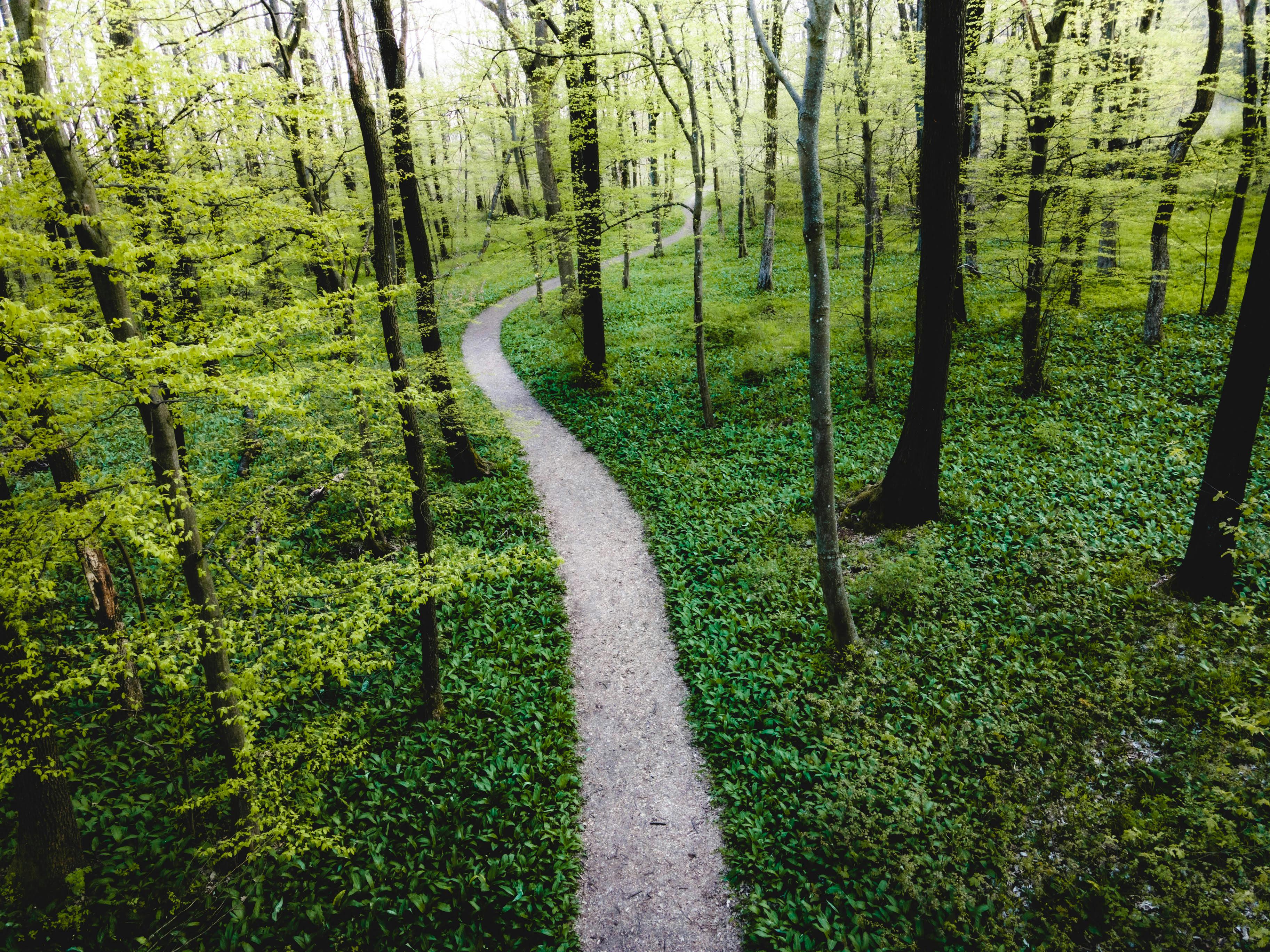 Gray Concrete Pathway between Green Grass and Trees · Free Stock Photo