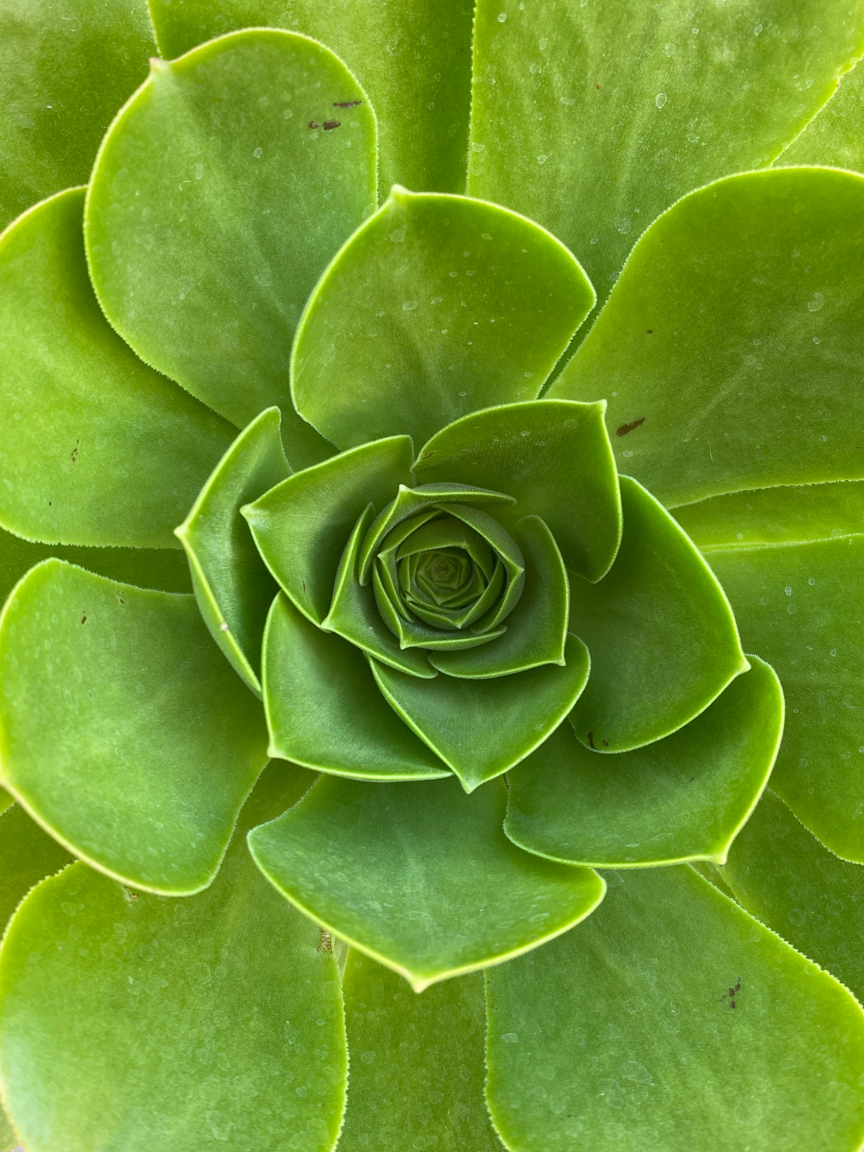 Rose Shaped Photos, Download The BEST Free Rose Shaped Stock Photos ...