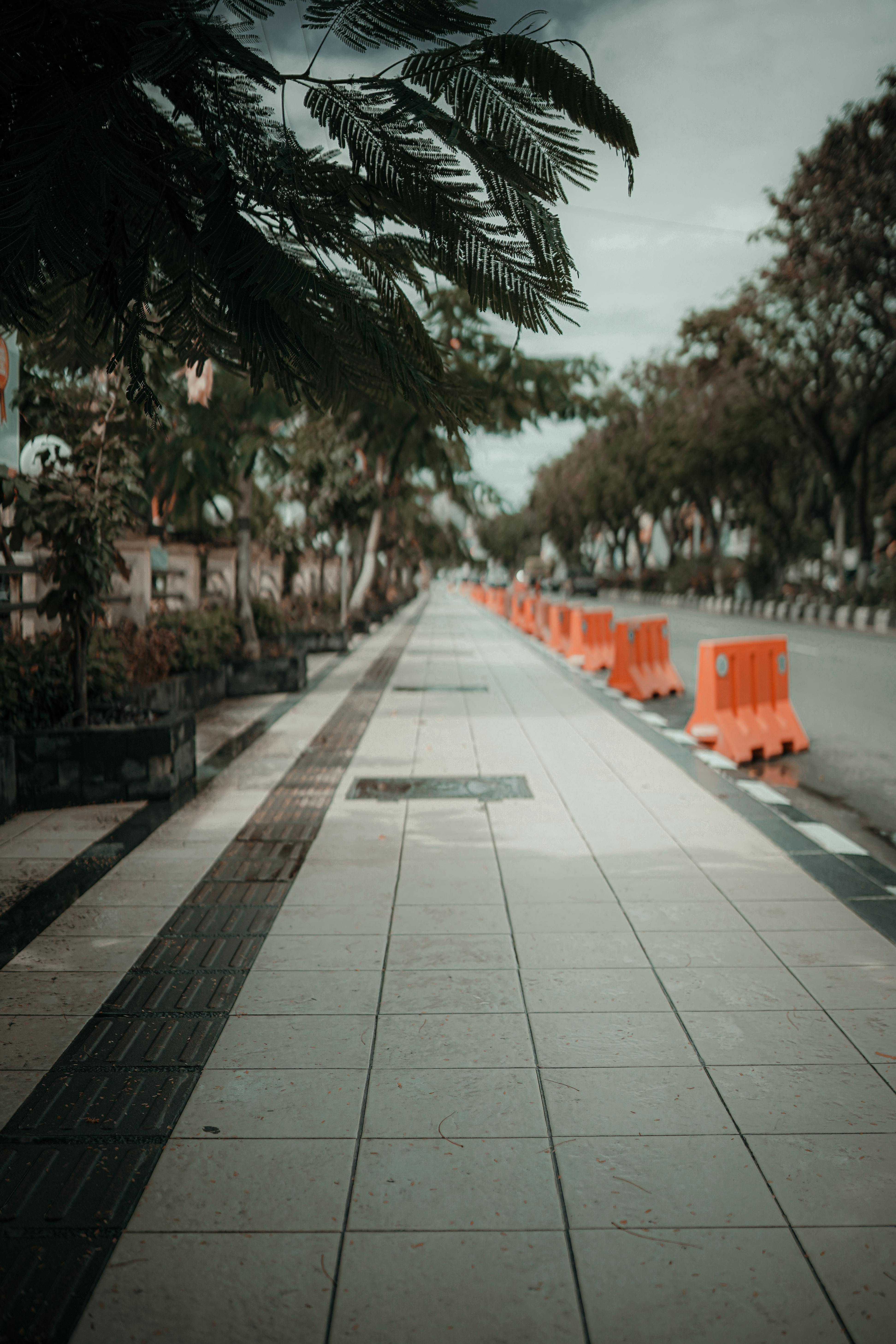 Photo of Trees on the Sidewalk · Free Stock Photo