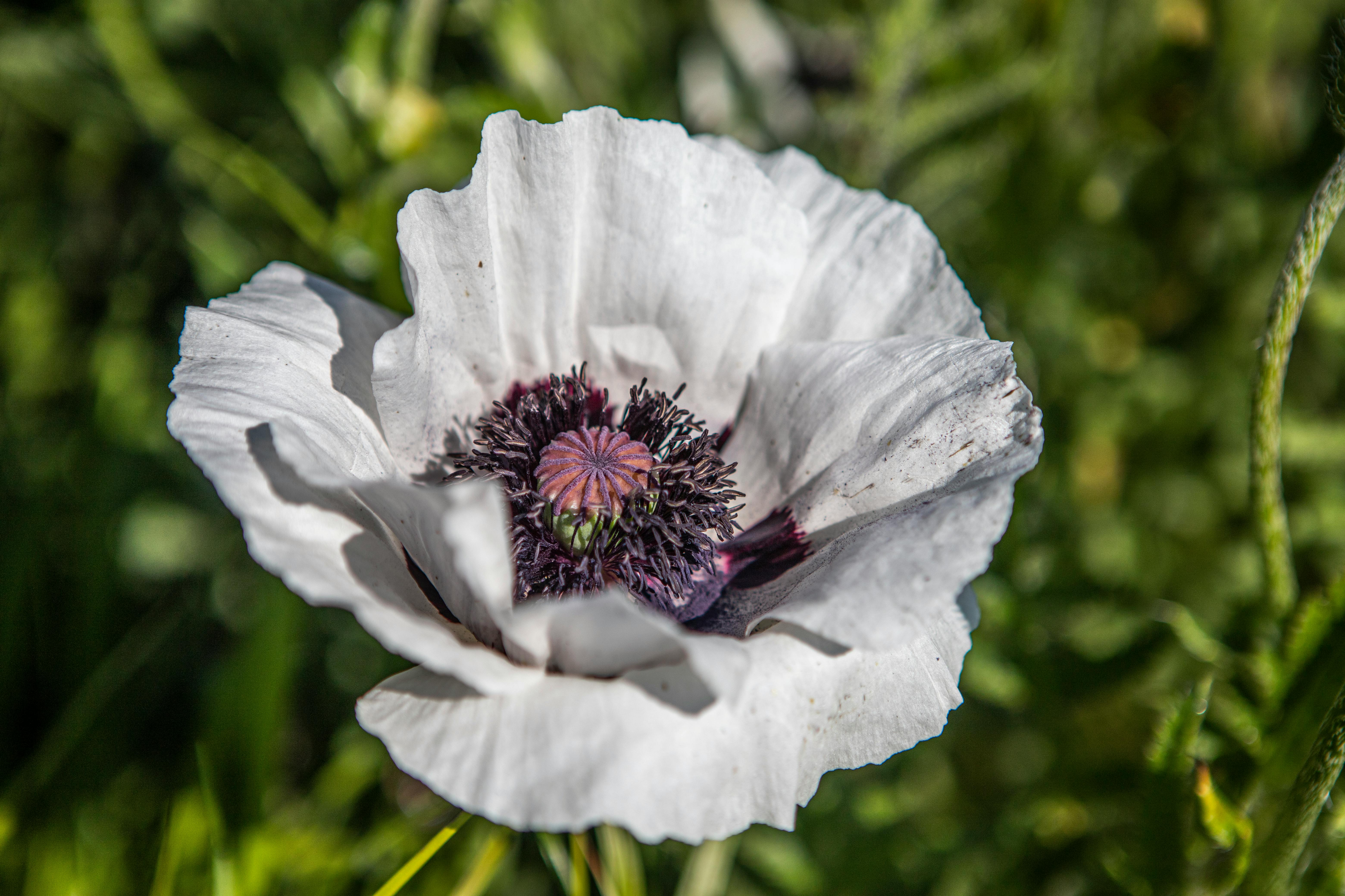 A Close-Up Shot of an Oriental Poppy Flower · Free Stock Photo