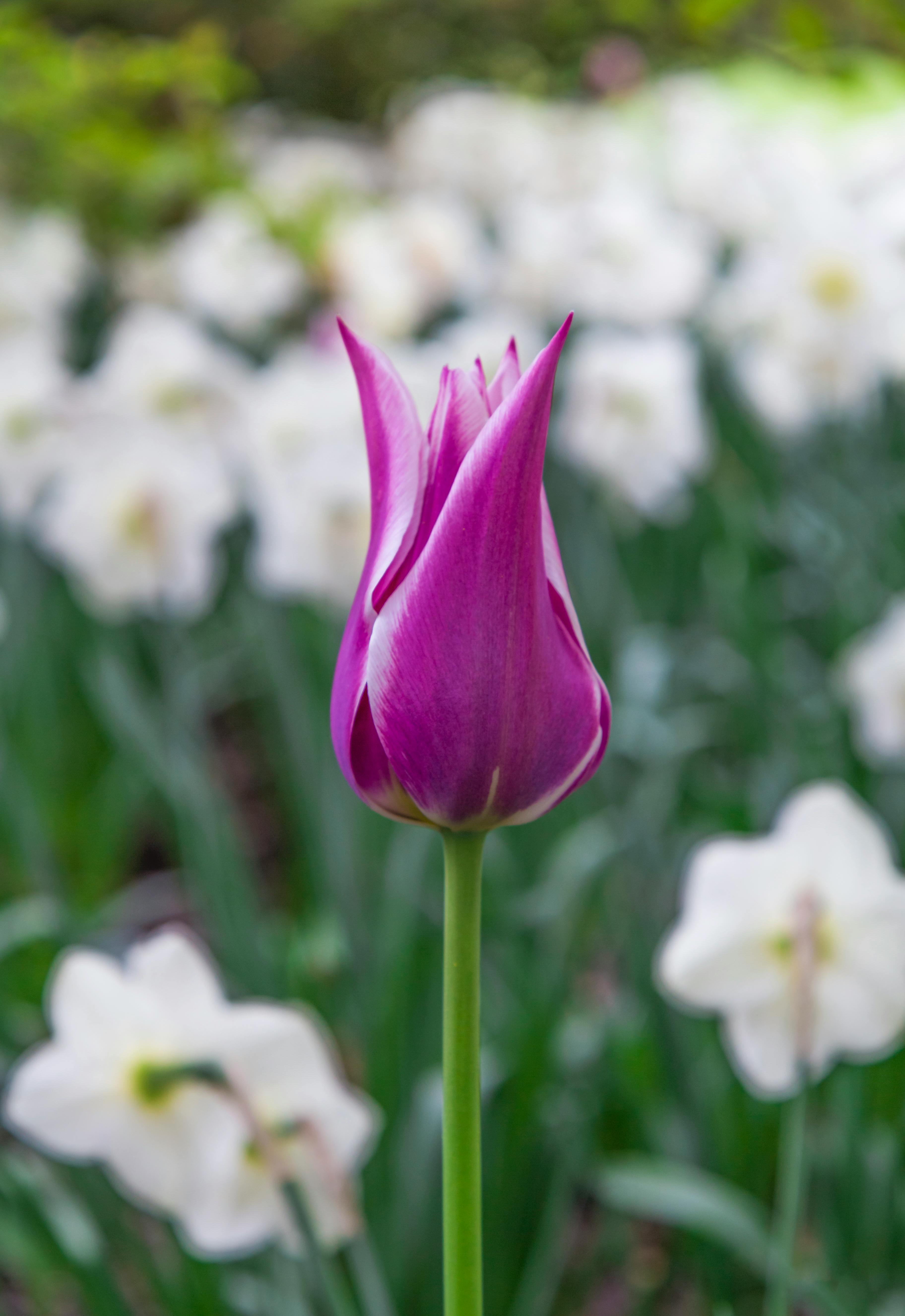 A Close-Up Shot of a Purple Tulip · Free Stock Photo