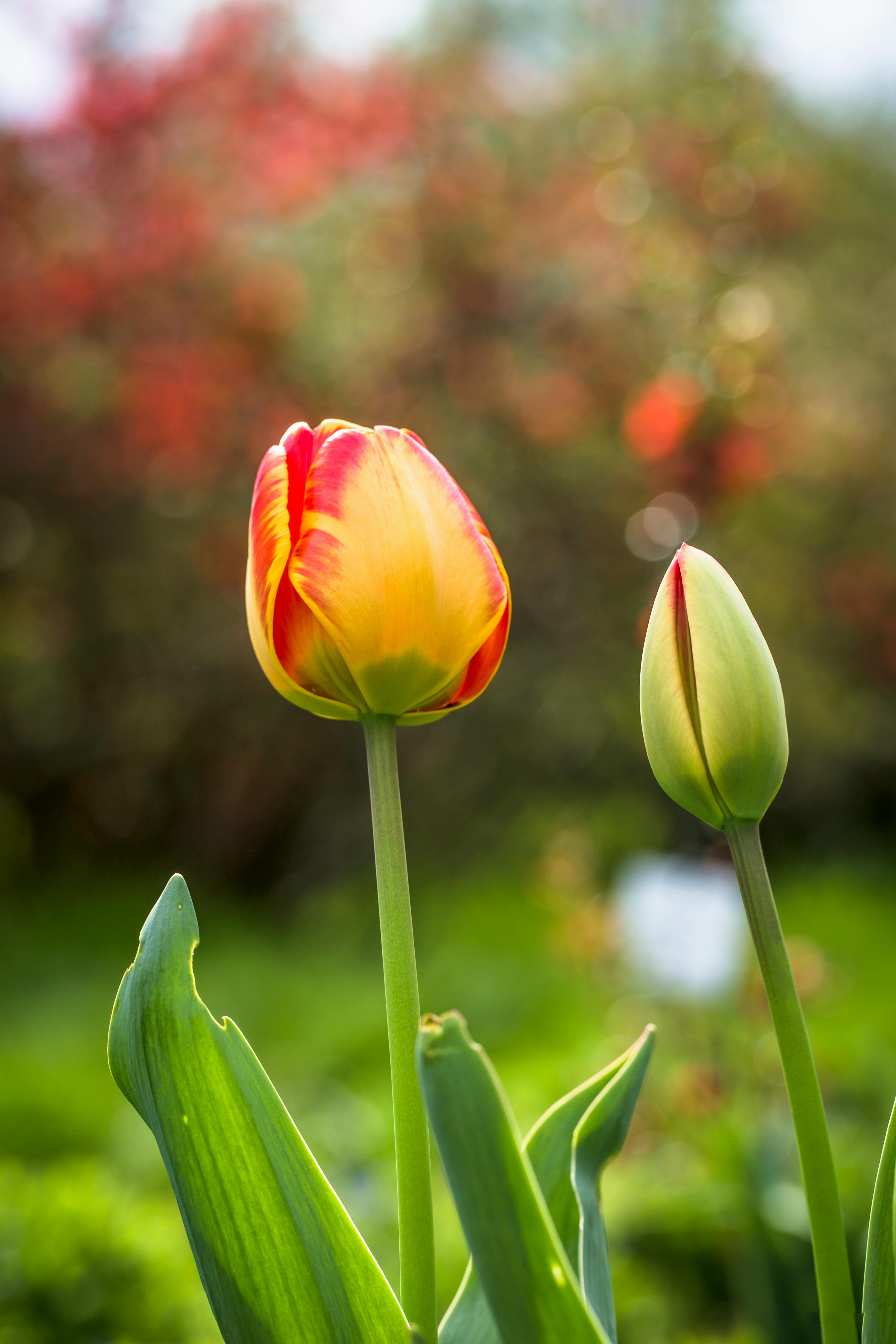Purple and White Tulip Flower Buds · Free Stock Photo
