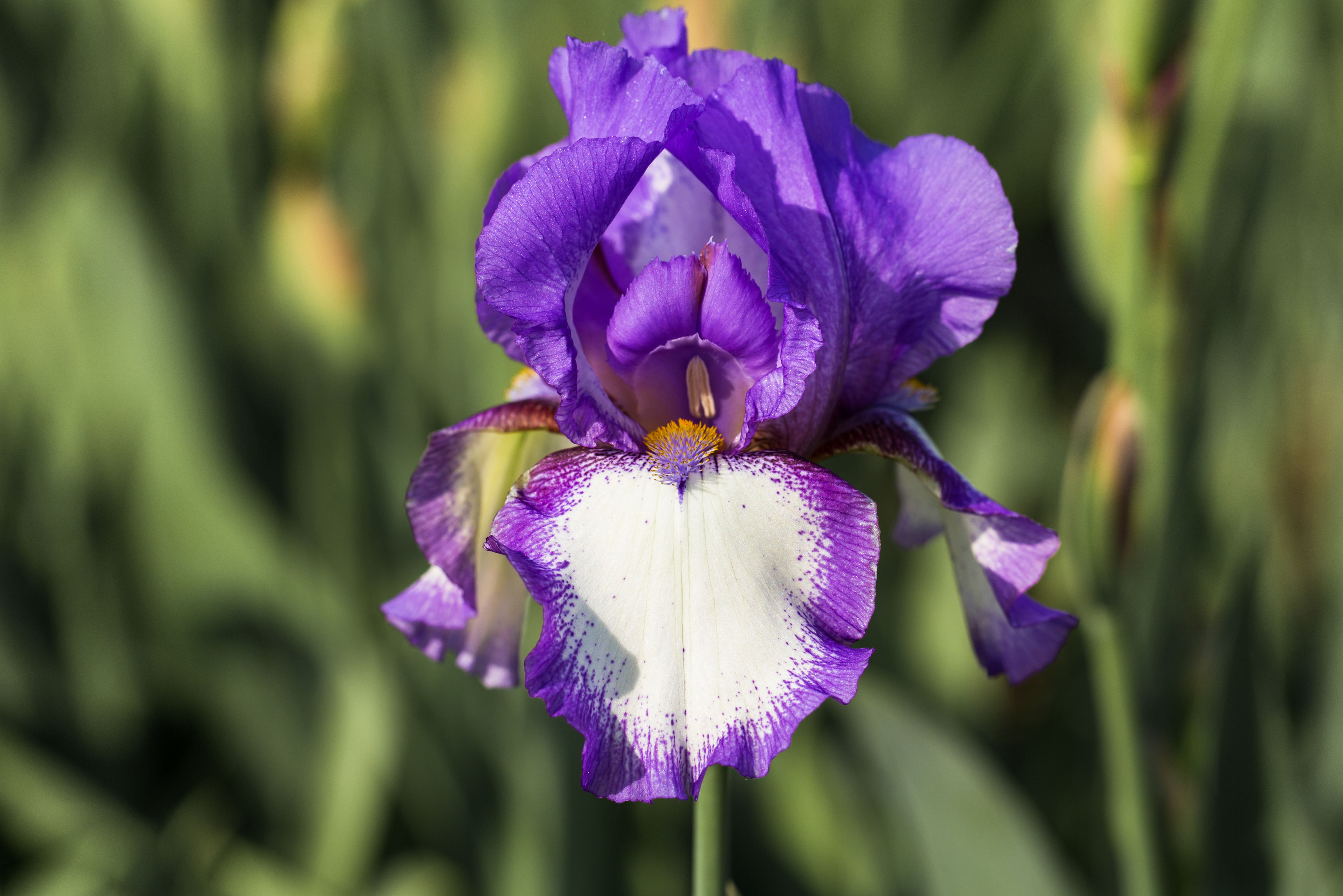 Harebell Flower in Close-up View · Free Stock Photo