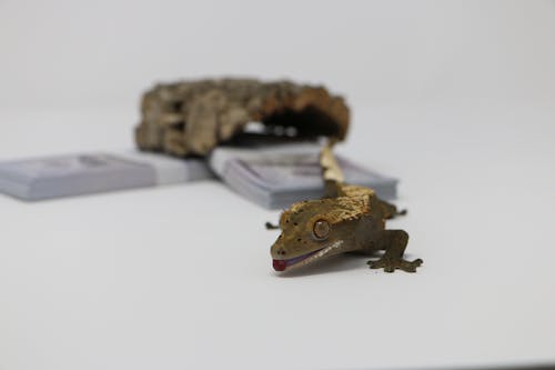 Matthew Mejia - 写真 Matthew Mejia - 写真