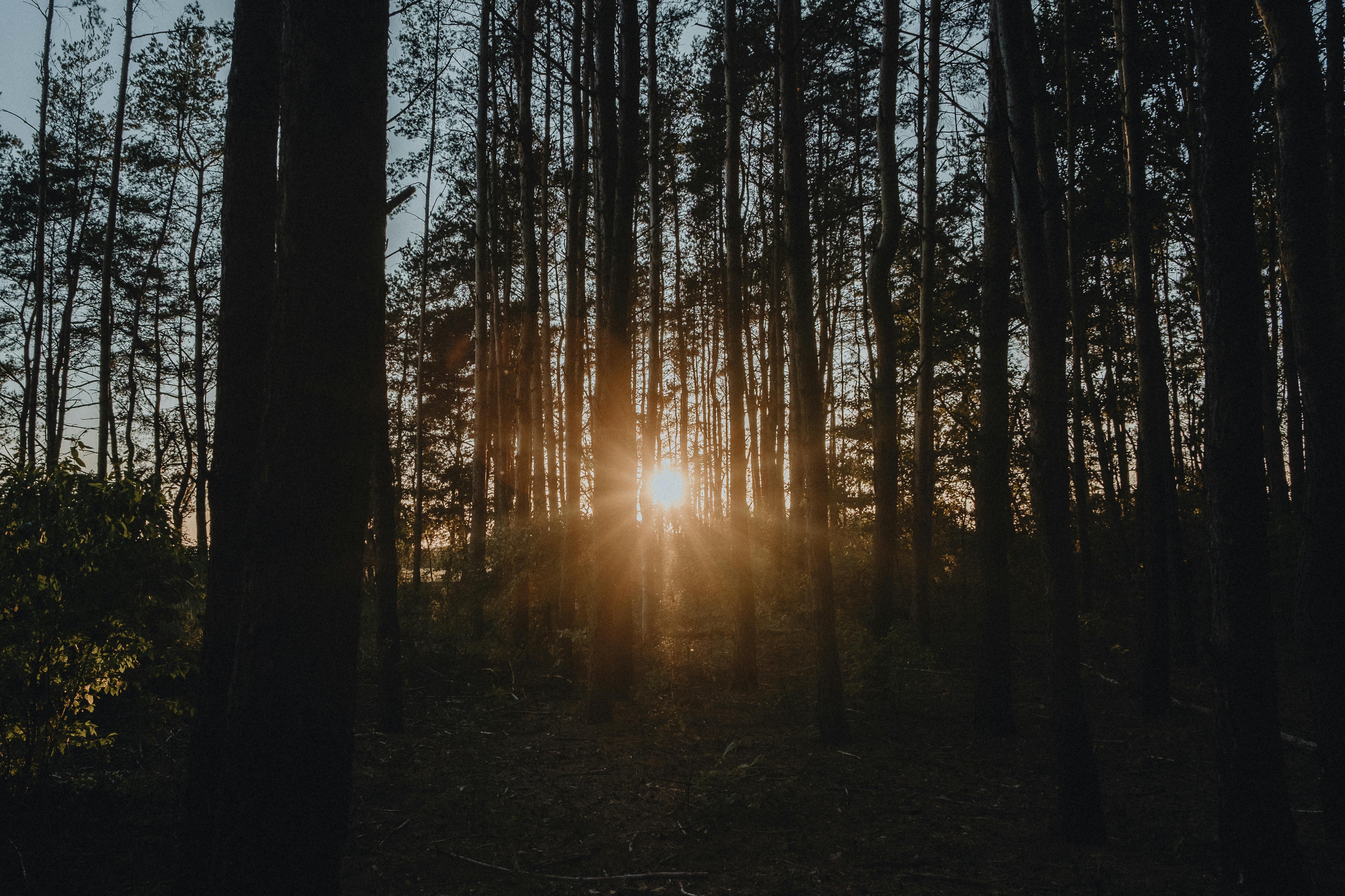 Photo of the Sun Between Trees · Free Stock Photo