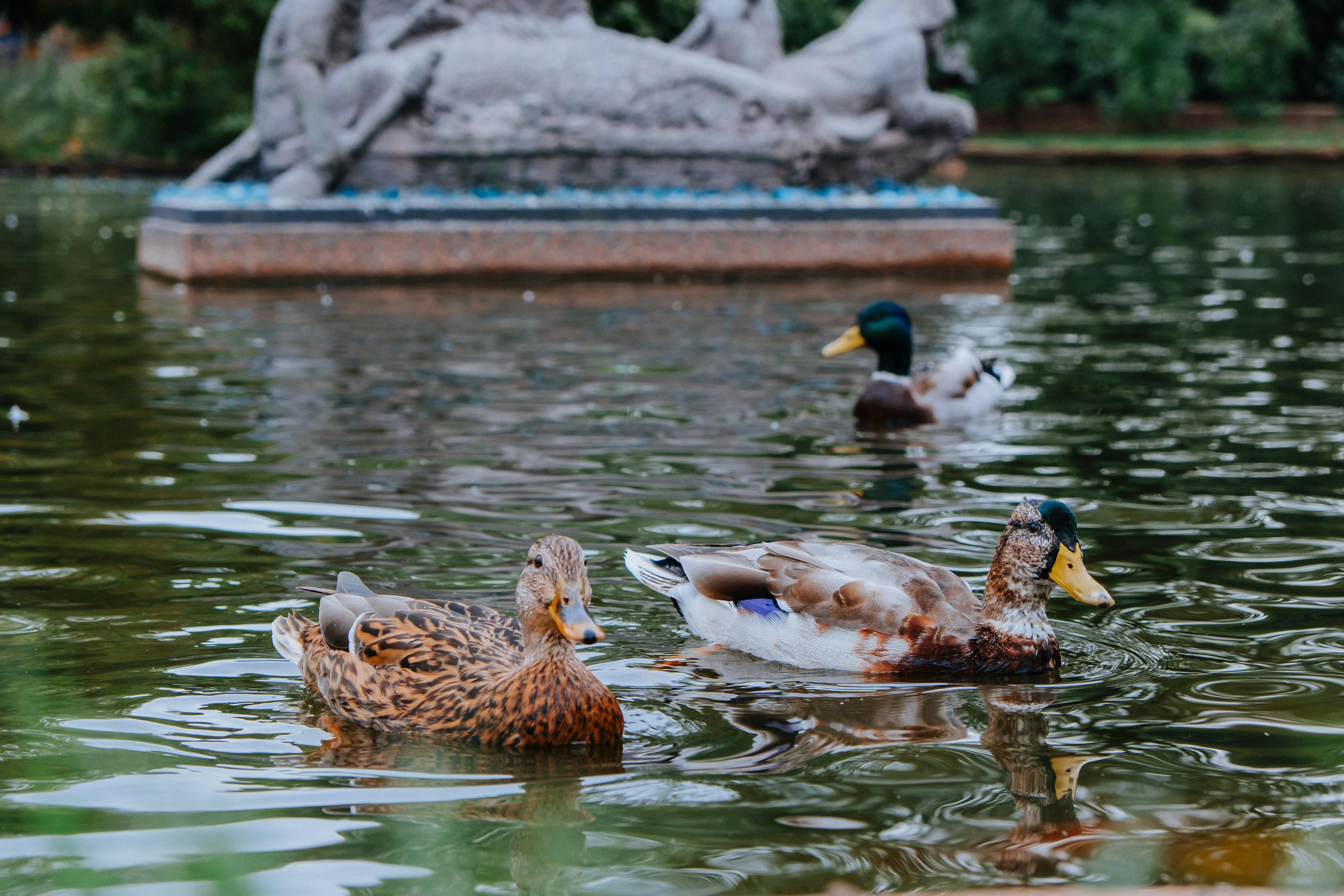 Ducks on a Pond · Free Stock Photo