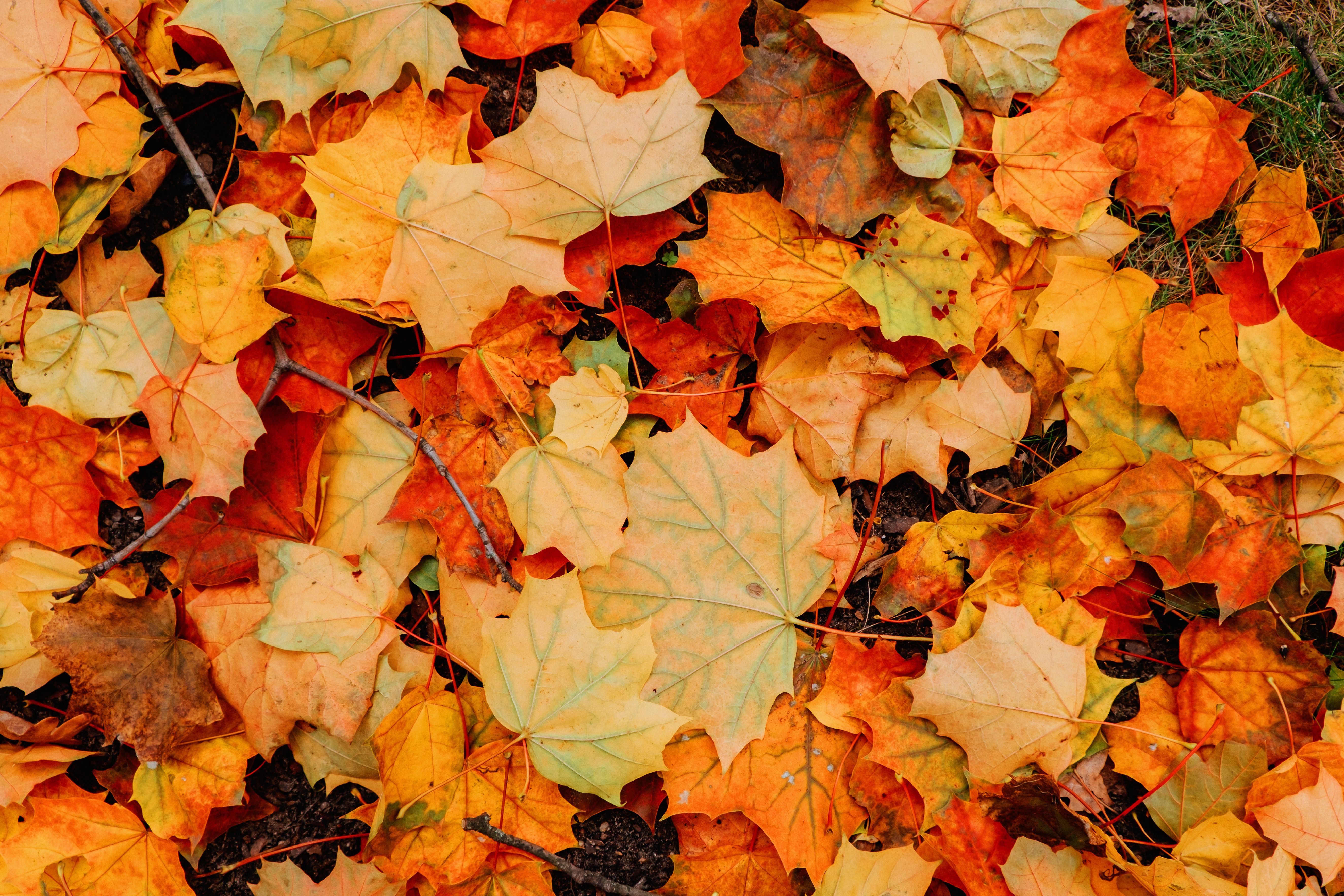 Overhead Shot of Maple Leaves on the Ground · Free Stock Photo
