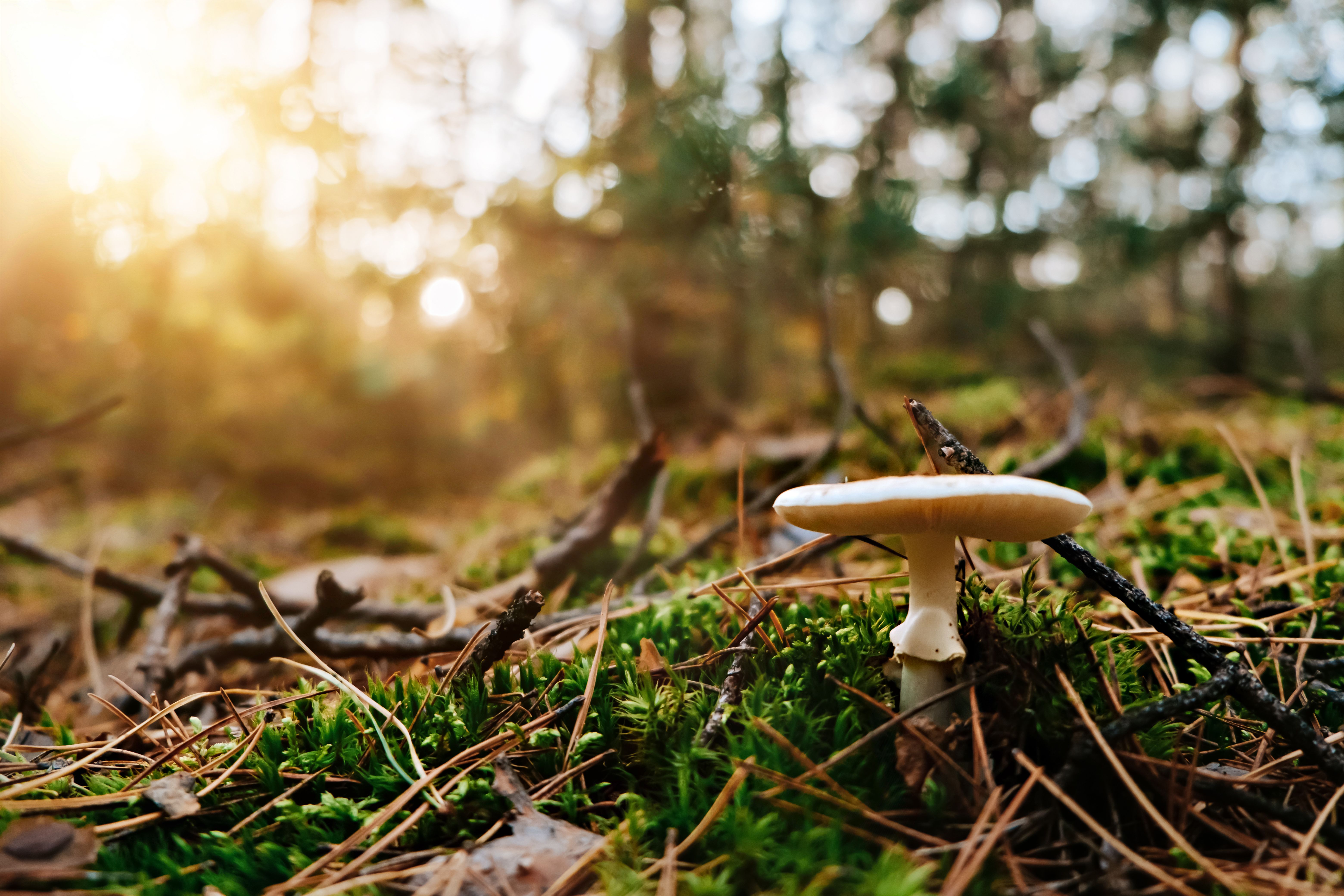Mushroom in Close Up Photography · Free Stock Photo
