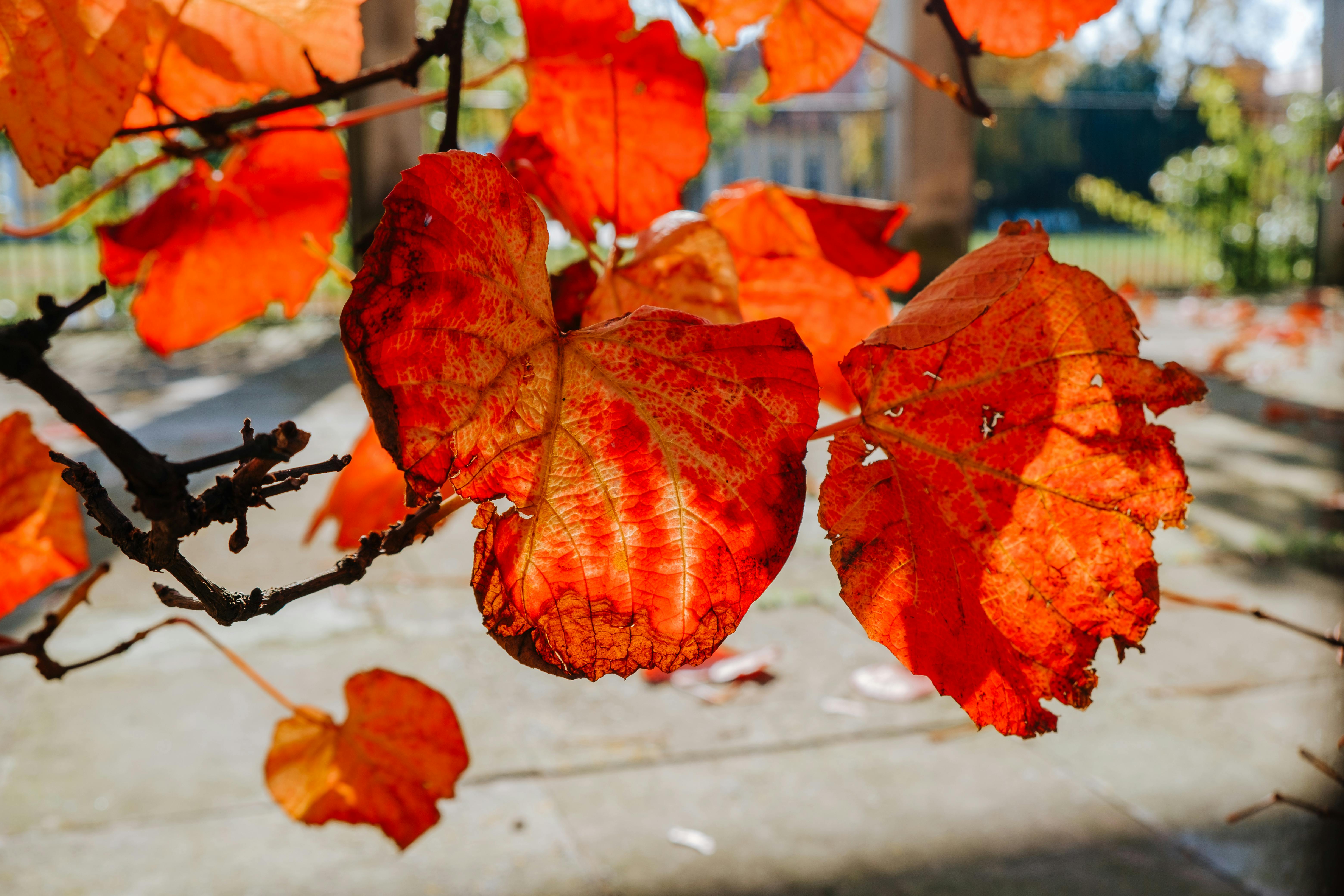 A Close-Up Shot of Autumn Leaves · Free Stock Photo