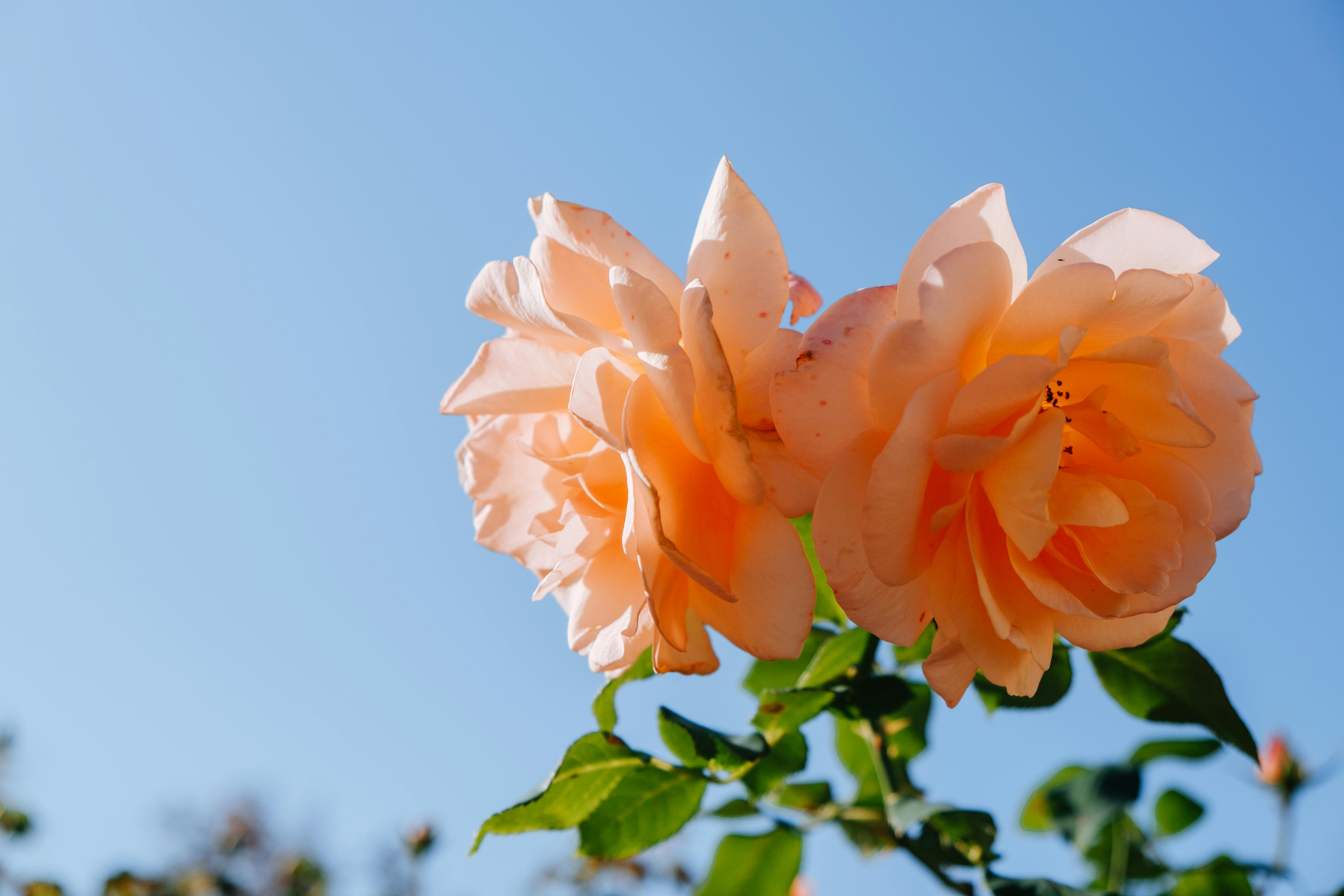 Dual Rose Photos, Download The BEST Free Dual Rose Stock Photos & HD Images