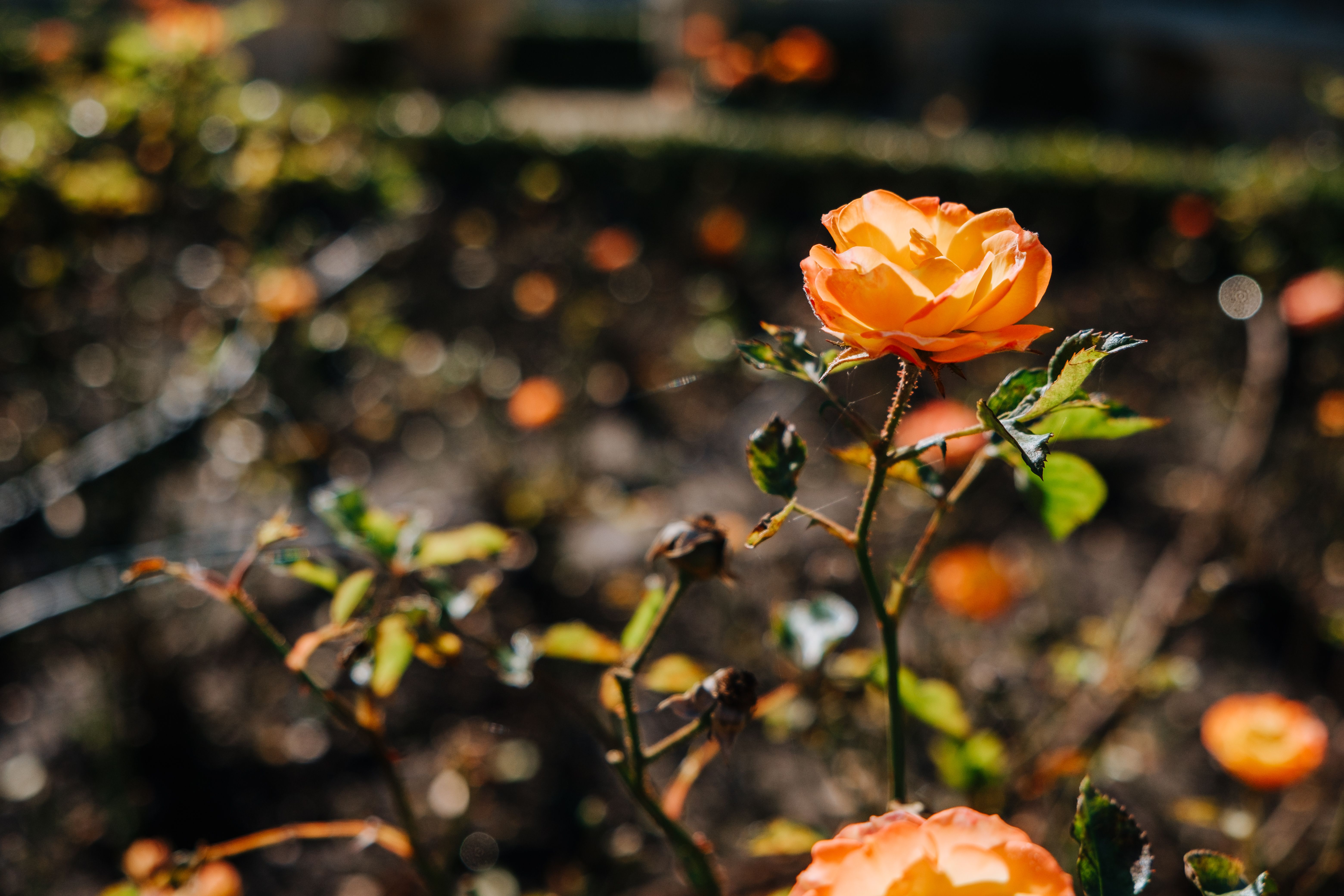 A Stem of Rose with Green Leaves · Free Stock Photo
