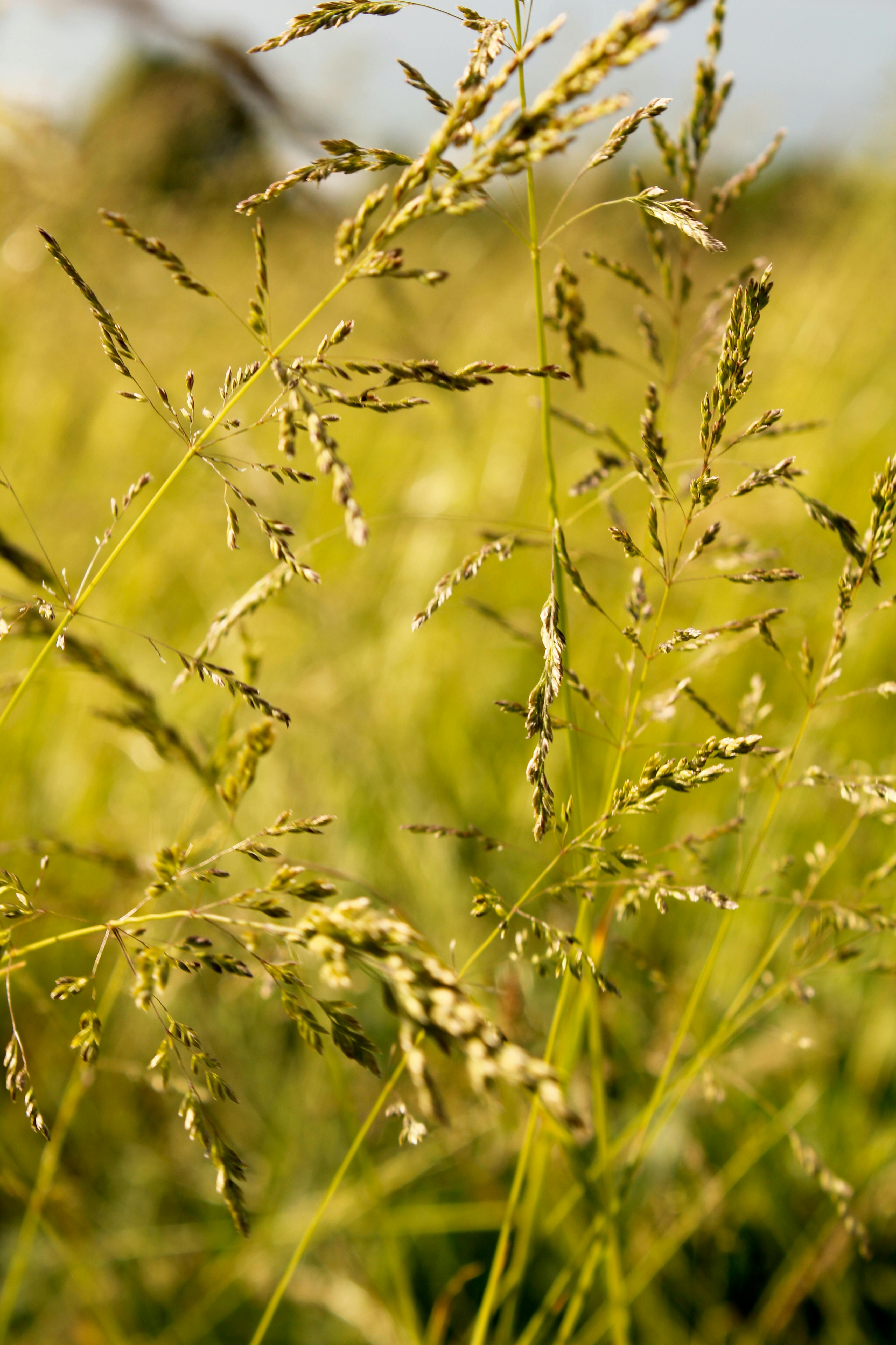 Close-Up Photo of Grass During Golden Hour · Free Stock Photo