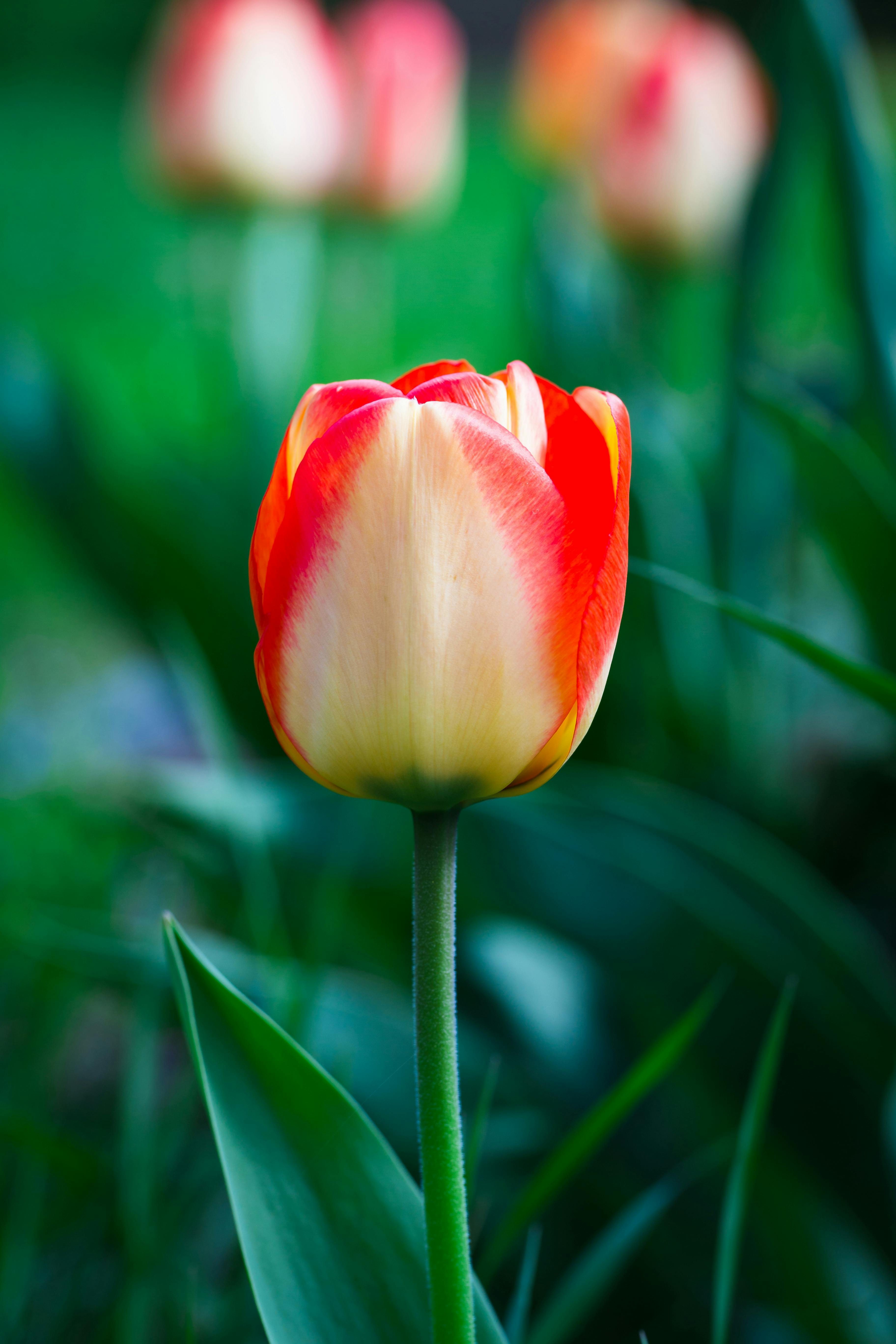 Close-Up Shot of a Tulip · Free Stock Photo