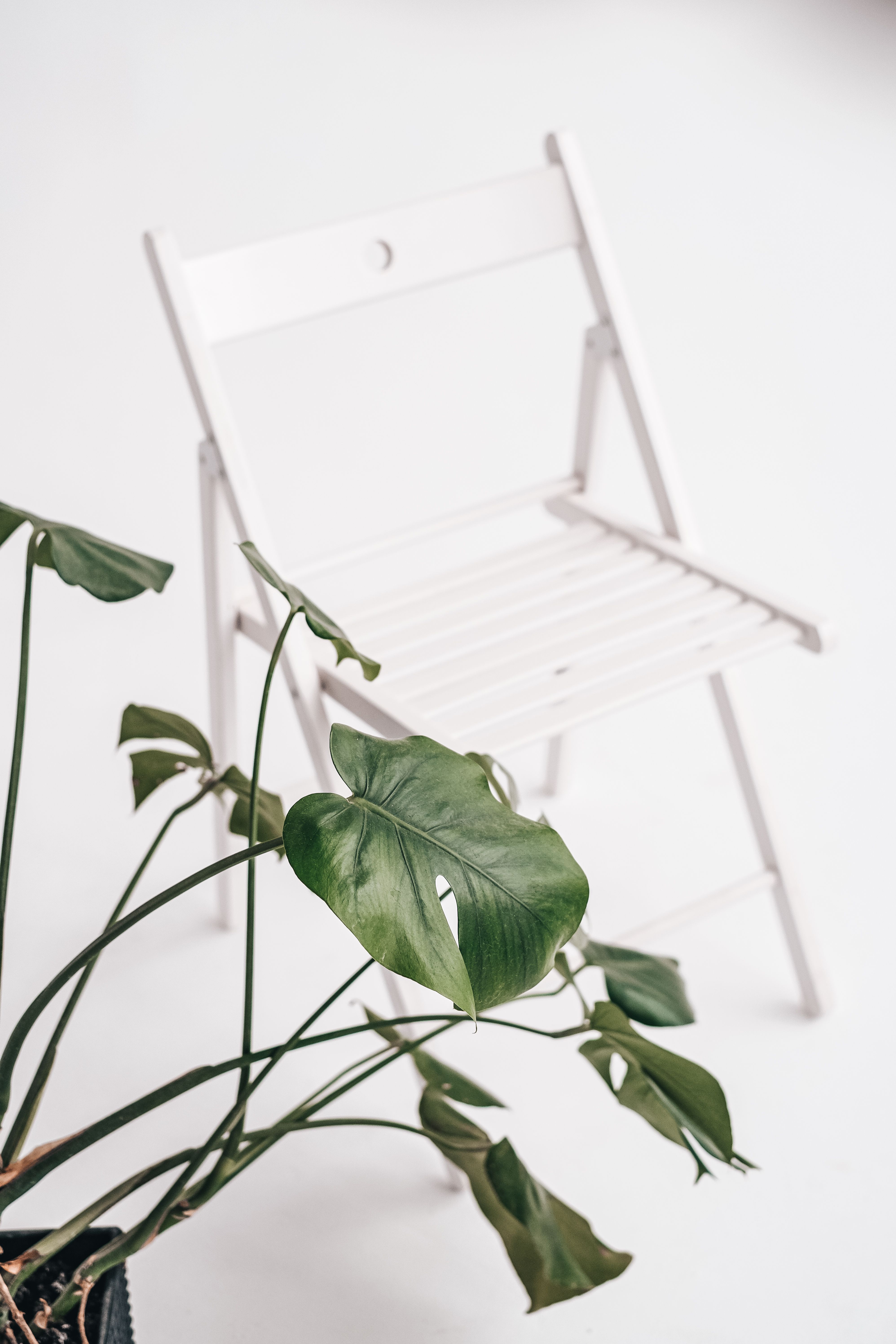 Leaves around Wooden Chair · Free Stock Photo