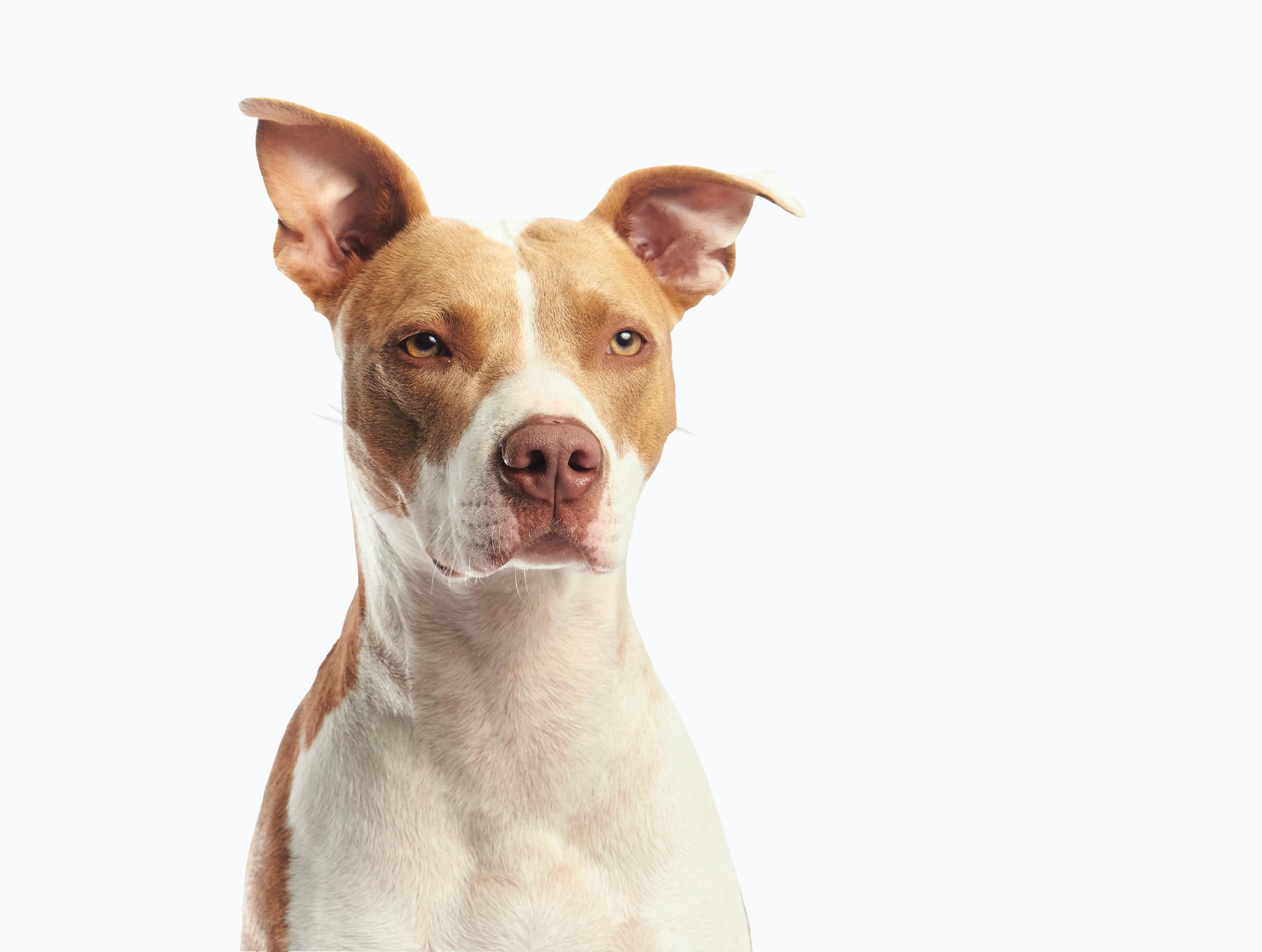 Free stock photo of adorable, animal, canine