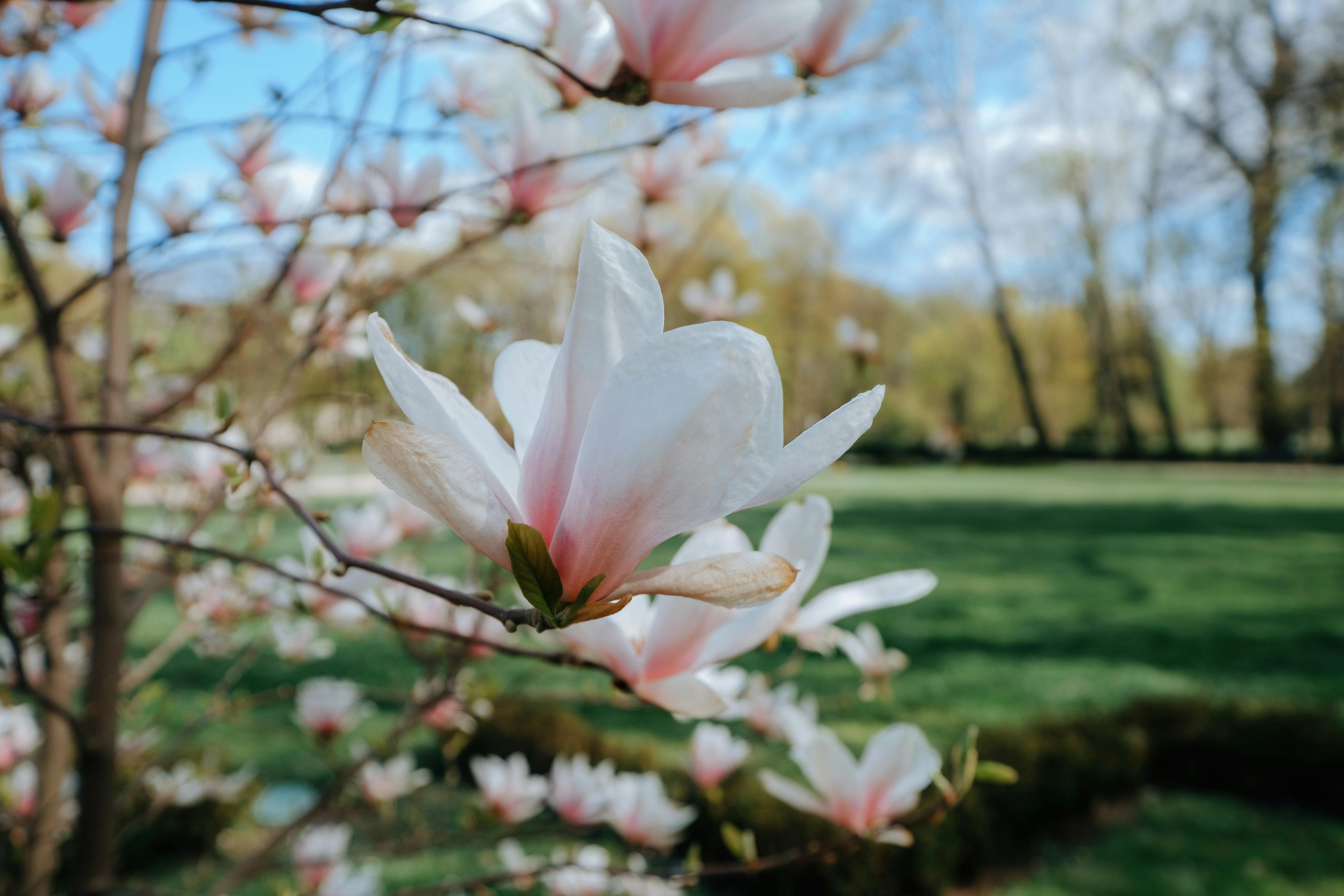 Close-Up Photo of a Magnolia Flower in Bloom · Free Stock Photo