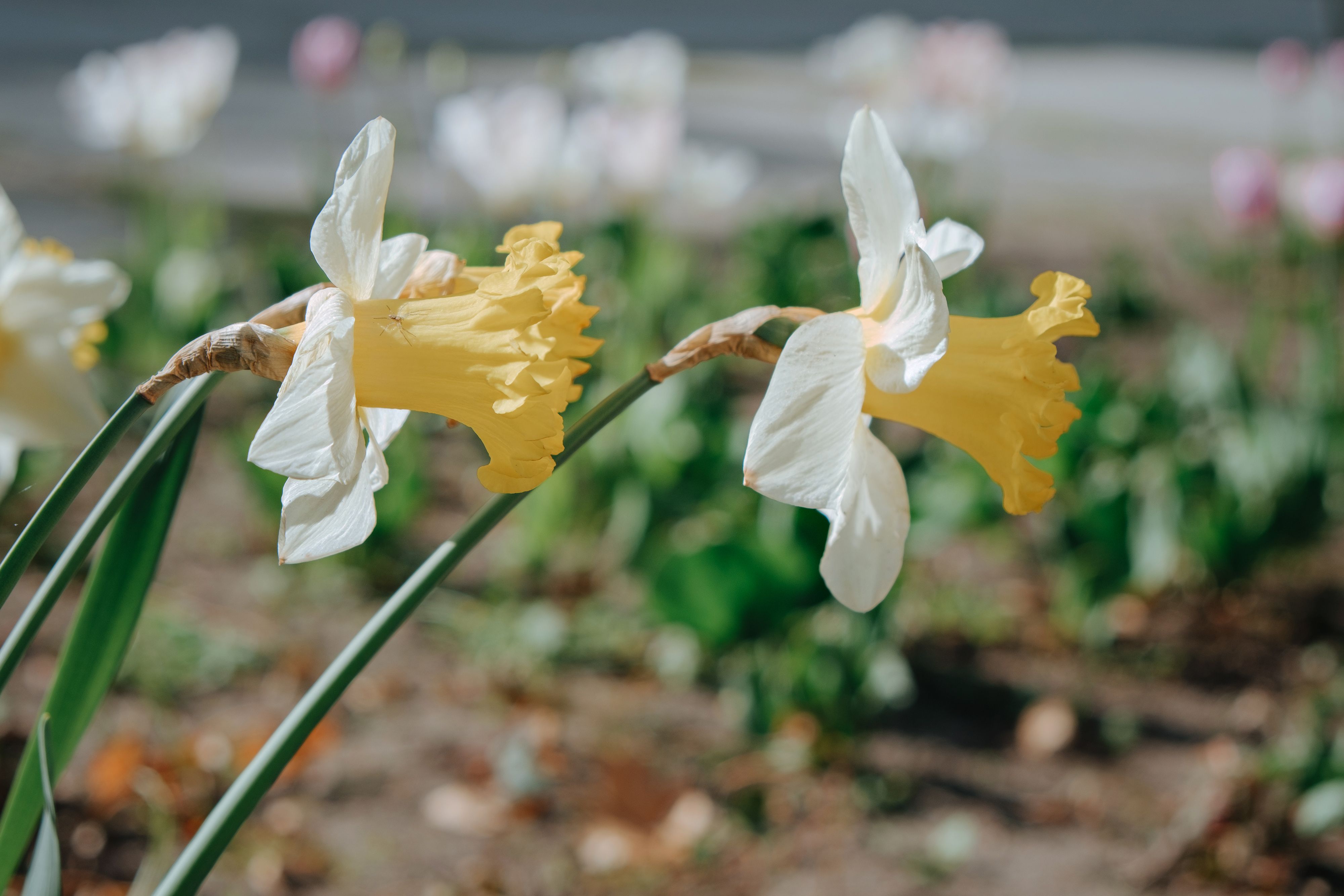 Daffodils in Bloom · Free Stock Photo