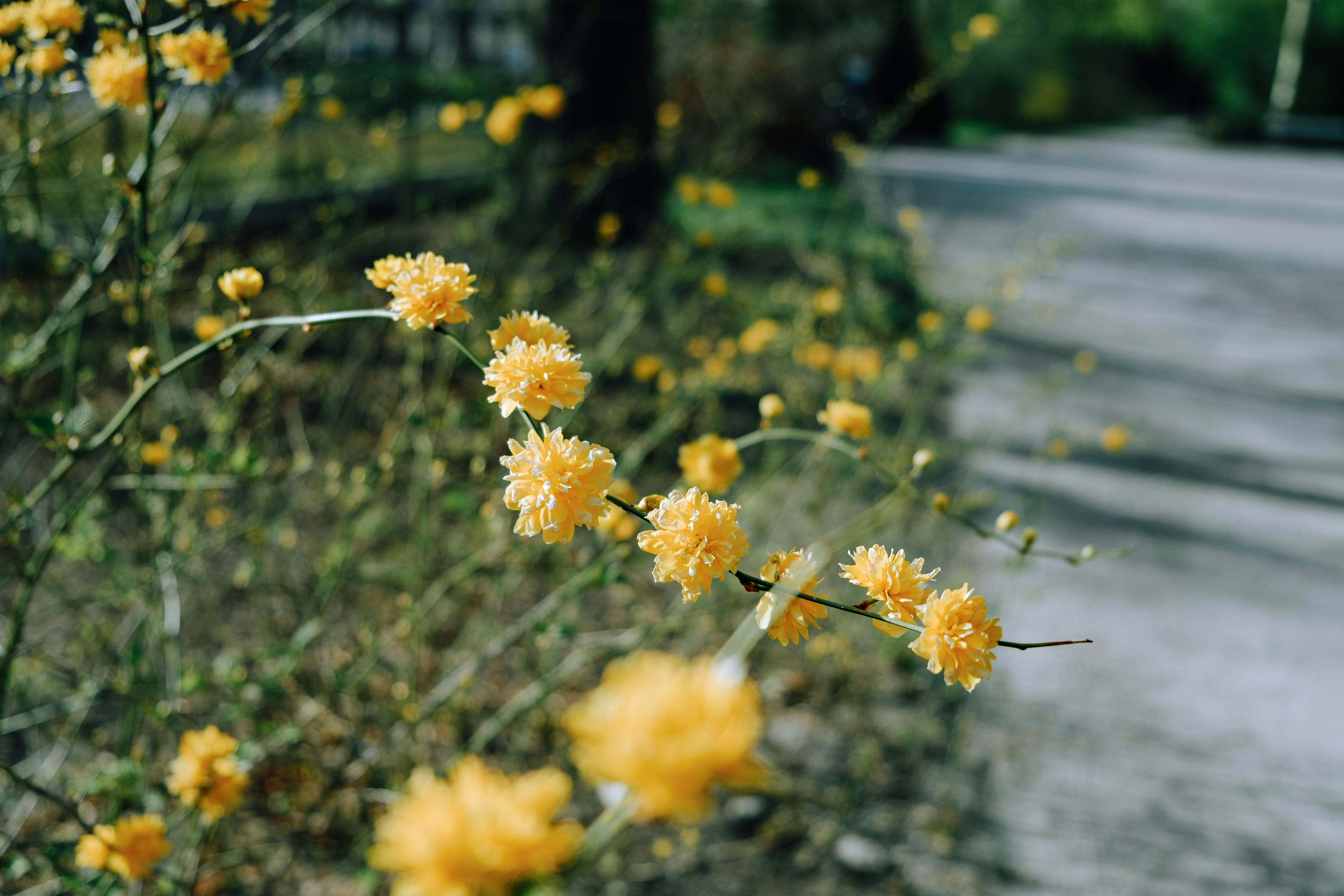 Selective Focus Photo of Yellow Flowers · Free Stock Photo
