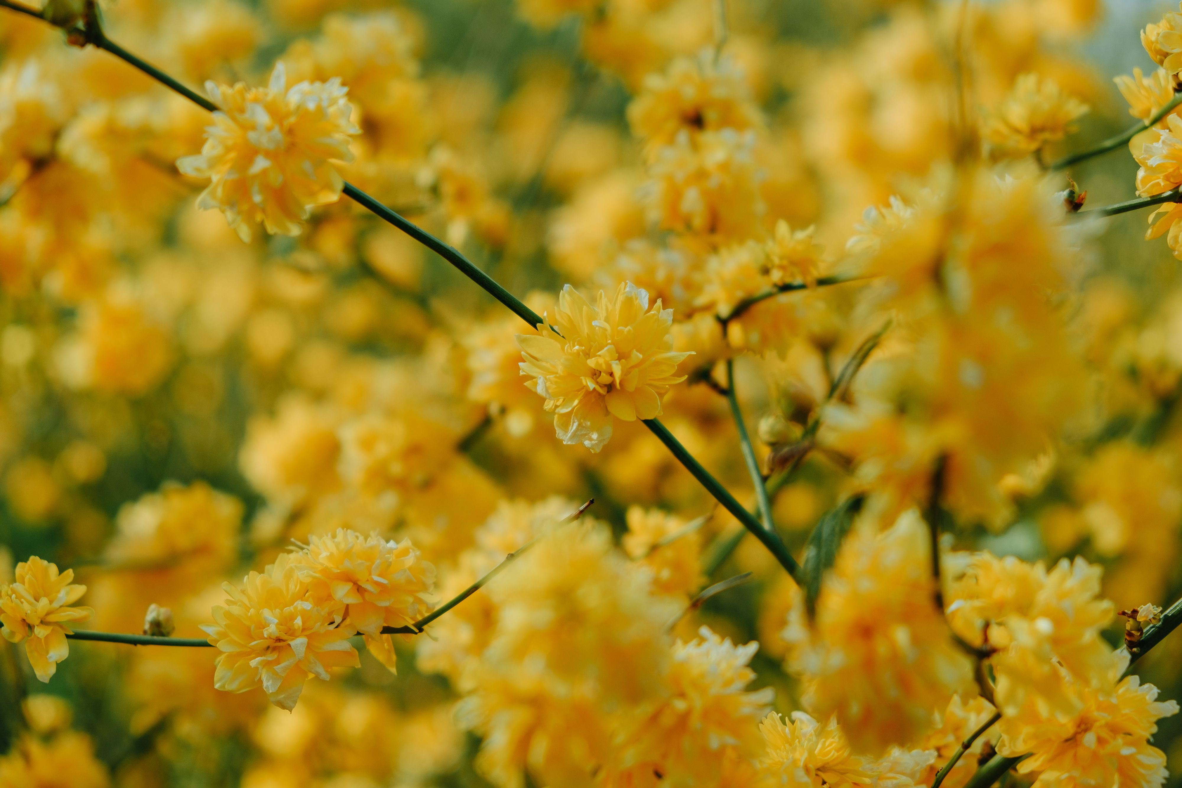 Red and Yellow Flower Bud · Free Stock Photo
