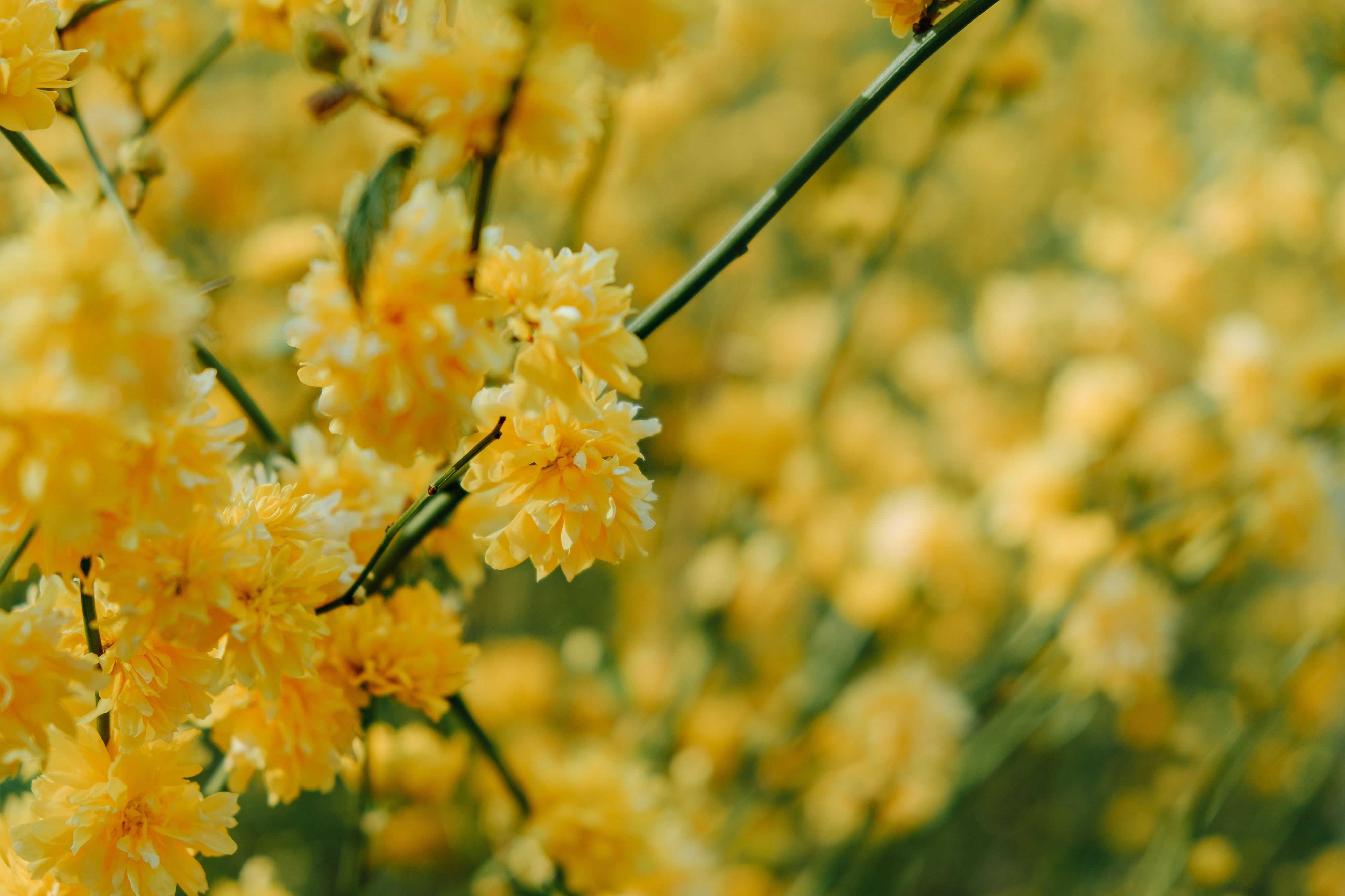 Red and Yellow Flower Bud · Free Stock Photo