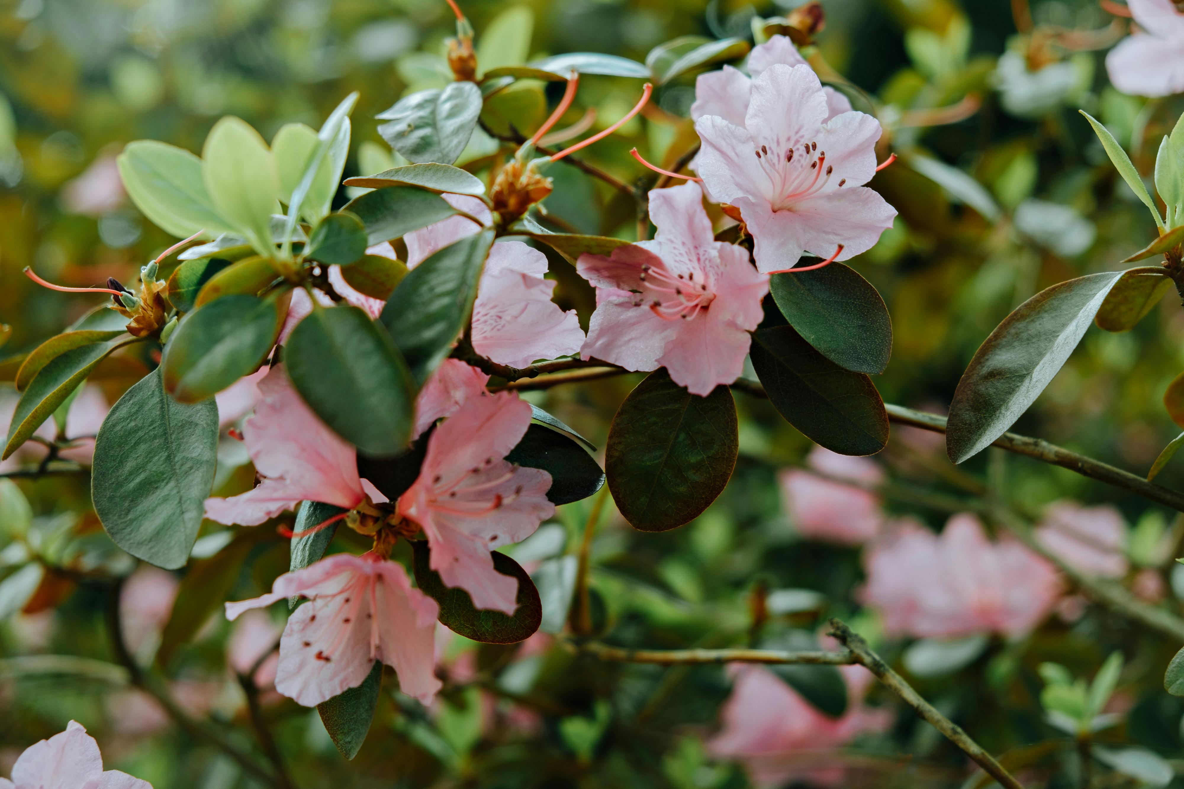 Small Pink Funnel-Shaped Flowers With Red Blotch · Free Stock Photo