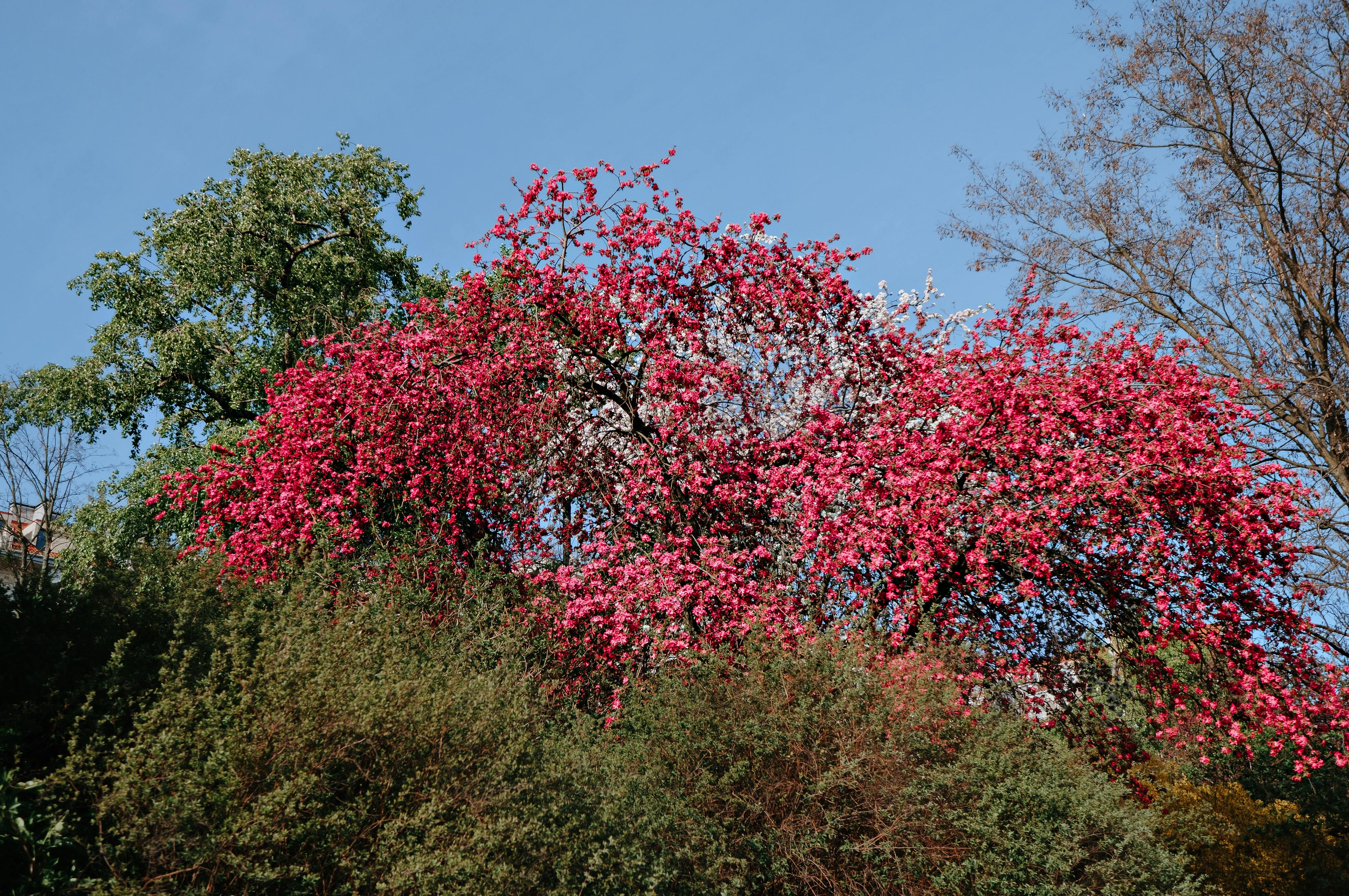 Flowering Tree Under Blue Sky · Free Stock Photo